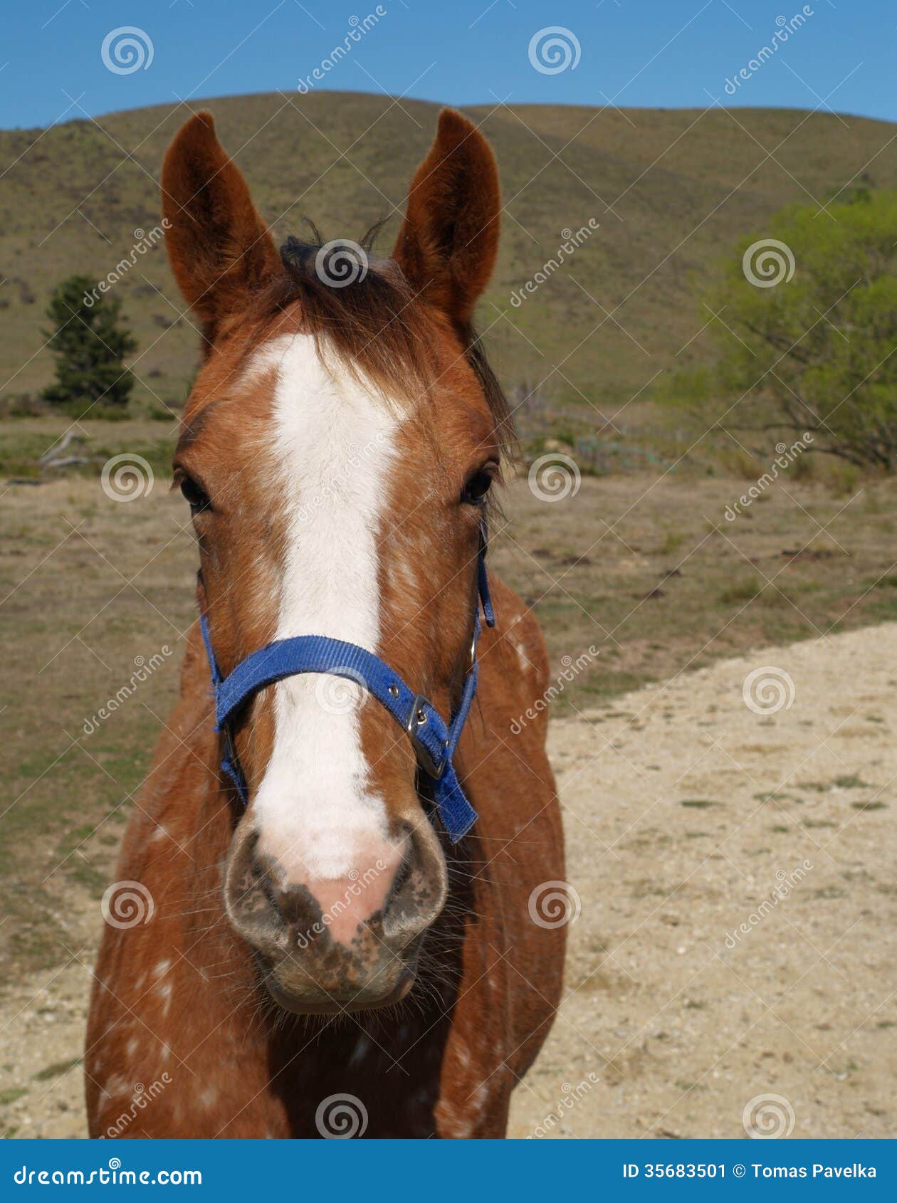 Testa di cavallo immagine stock. Immagine di zelanda - 35683501