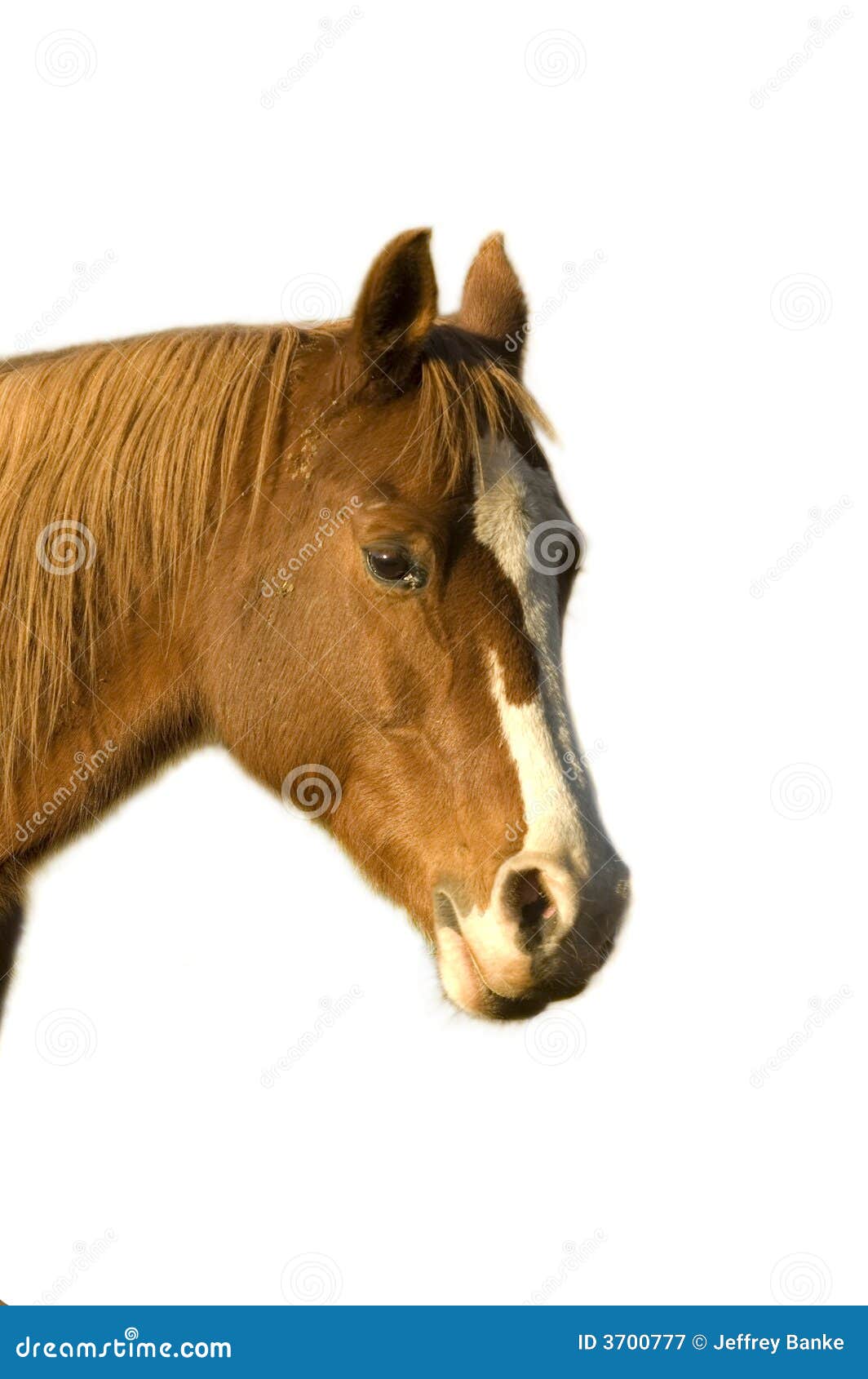 Testa di cavallo immagine stock. Immagine di cavallo, mammifero - 3700777