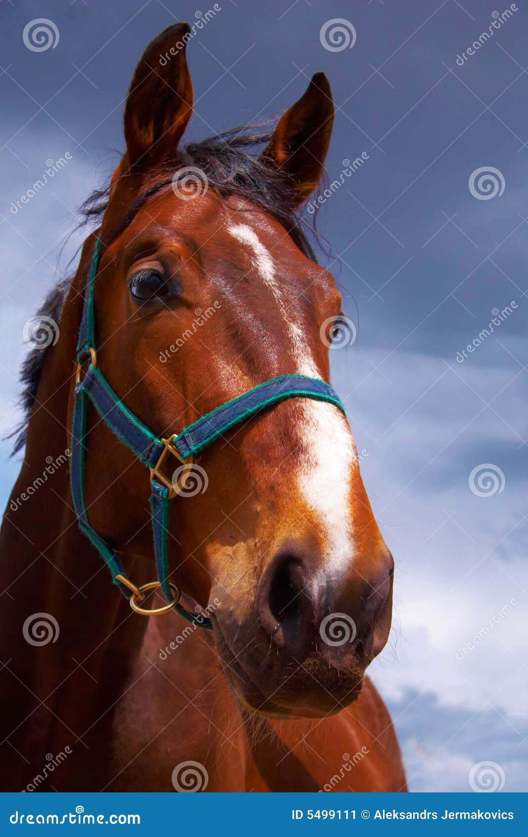 Testa di cavallo immagine stock. Immagine di equino, capelli - 5499111
