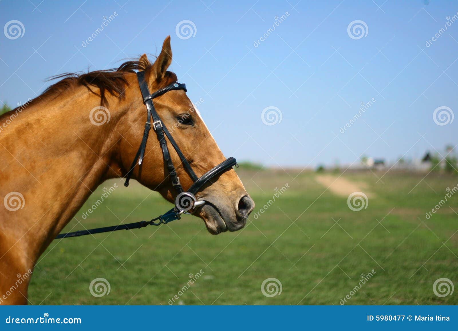 Testa di cavallo immagine stock. Immagine di bellezza - 5980477