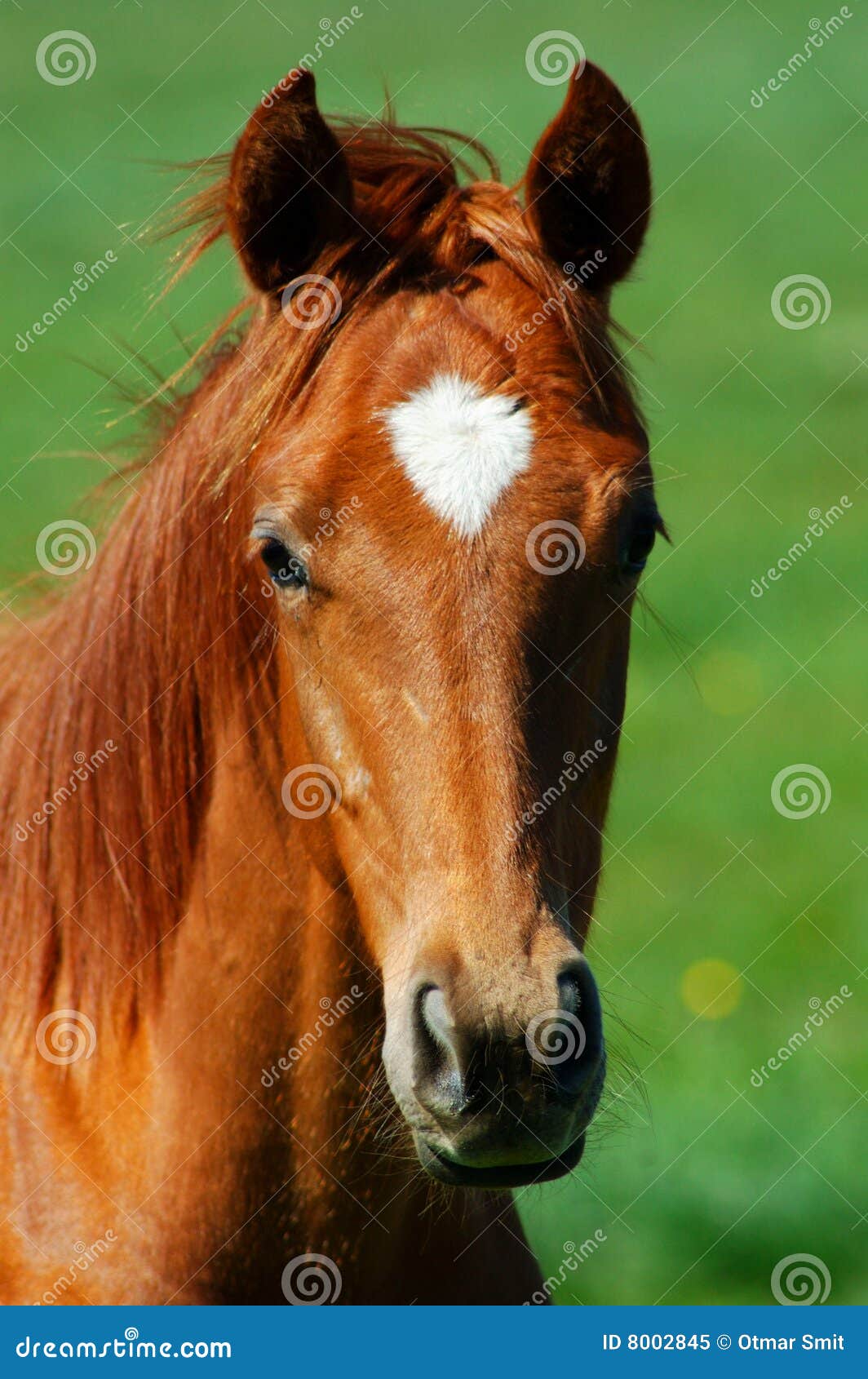 Testa di cavallo immagine stock. Immagine di cappotto - 8002845