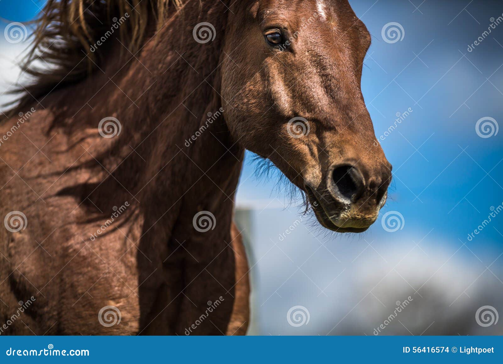 Testa di cavallo adorabile fotografia stock. Immagine di forza - 56416574