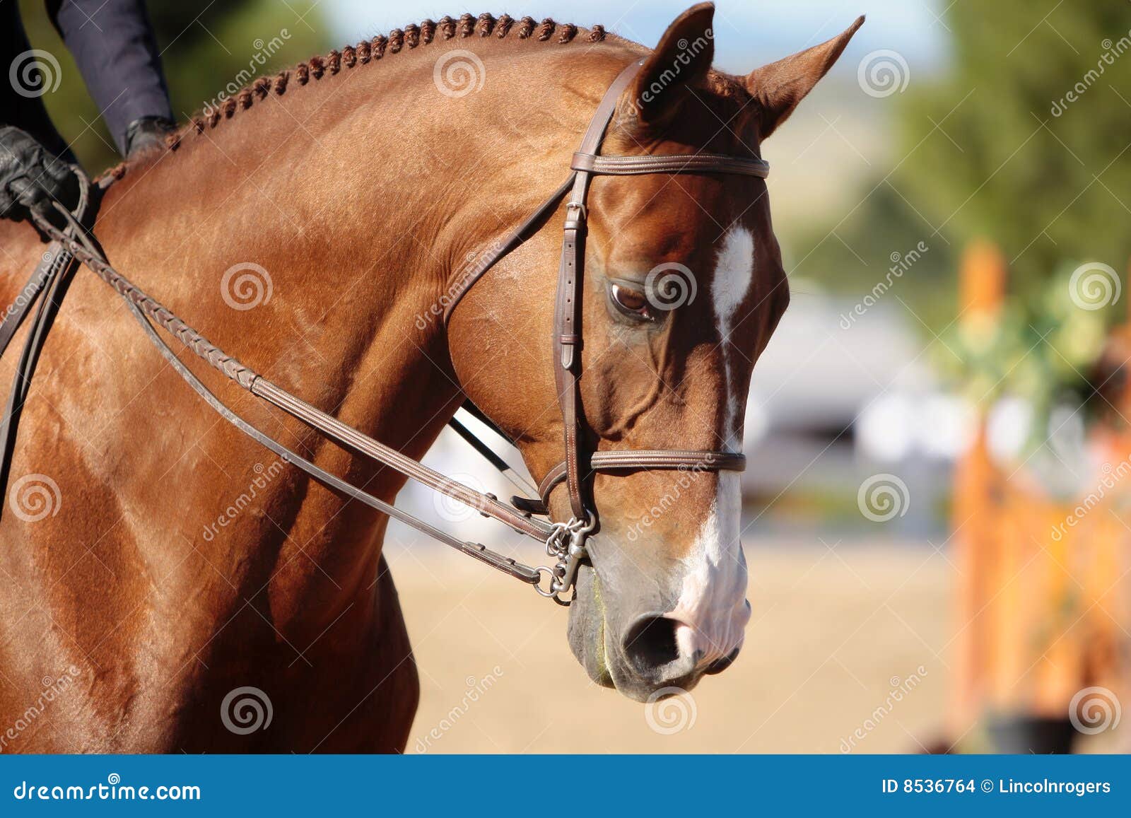 Testa Di Cavallo Alla Luce Solare Di Mattina Fotografia Stock ...