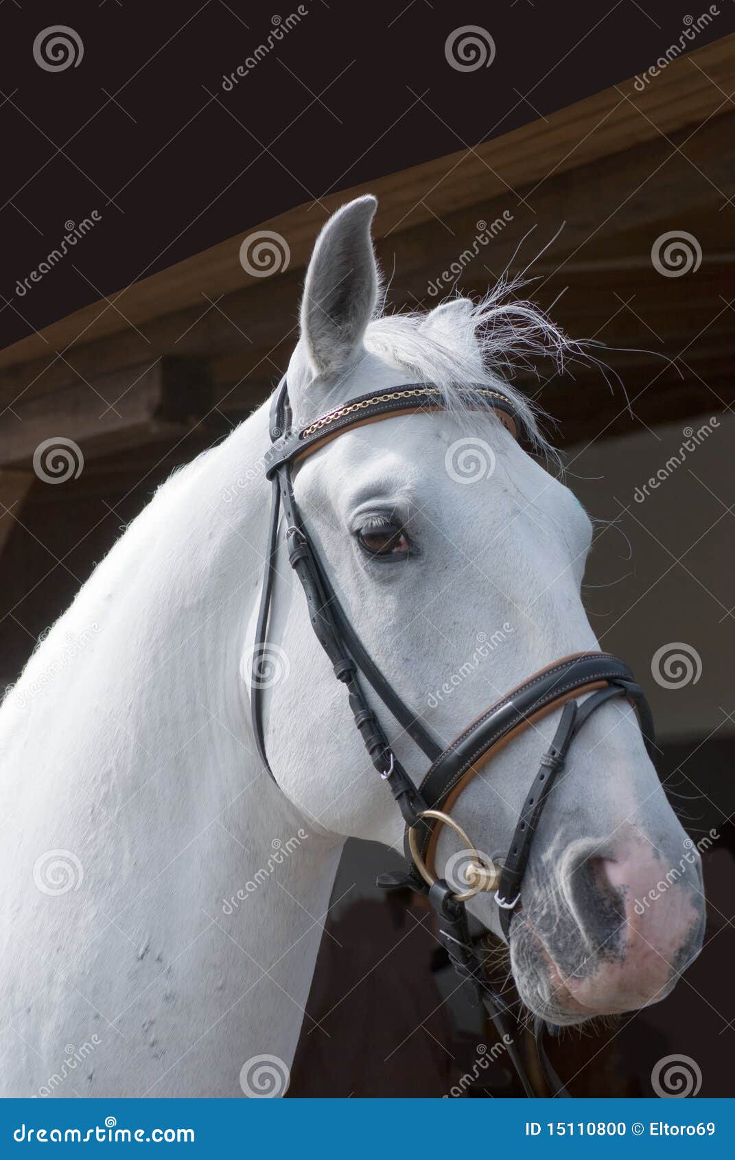 Testa di cavallo bianco fotografia stock. Immagine di campagna - 15110800