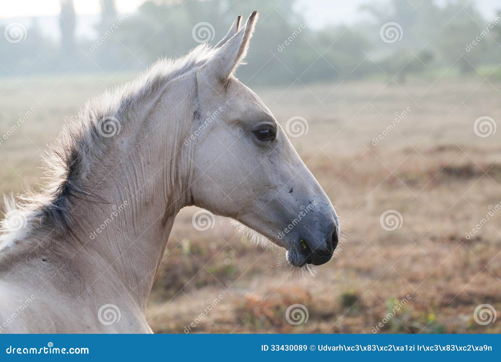 Testa di cavallo bianco immagine stock. Immagine di prato - 33430089