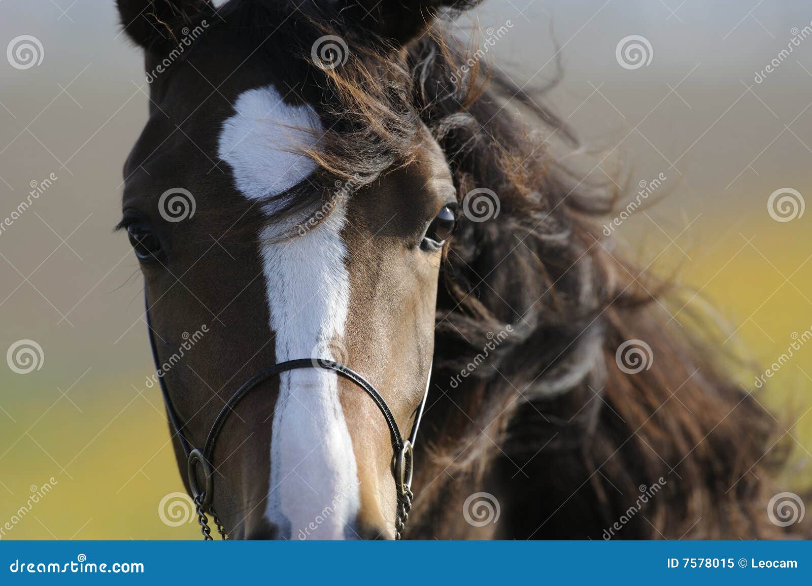 Testa di cavallo del Brown immagine stock. Immagine di marrone - 7578015
