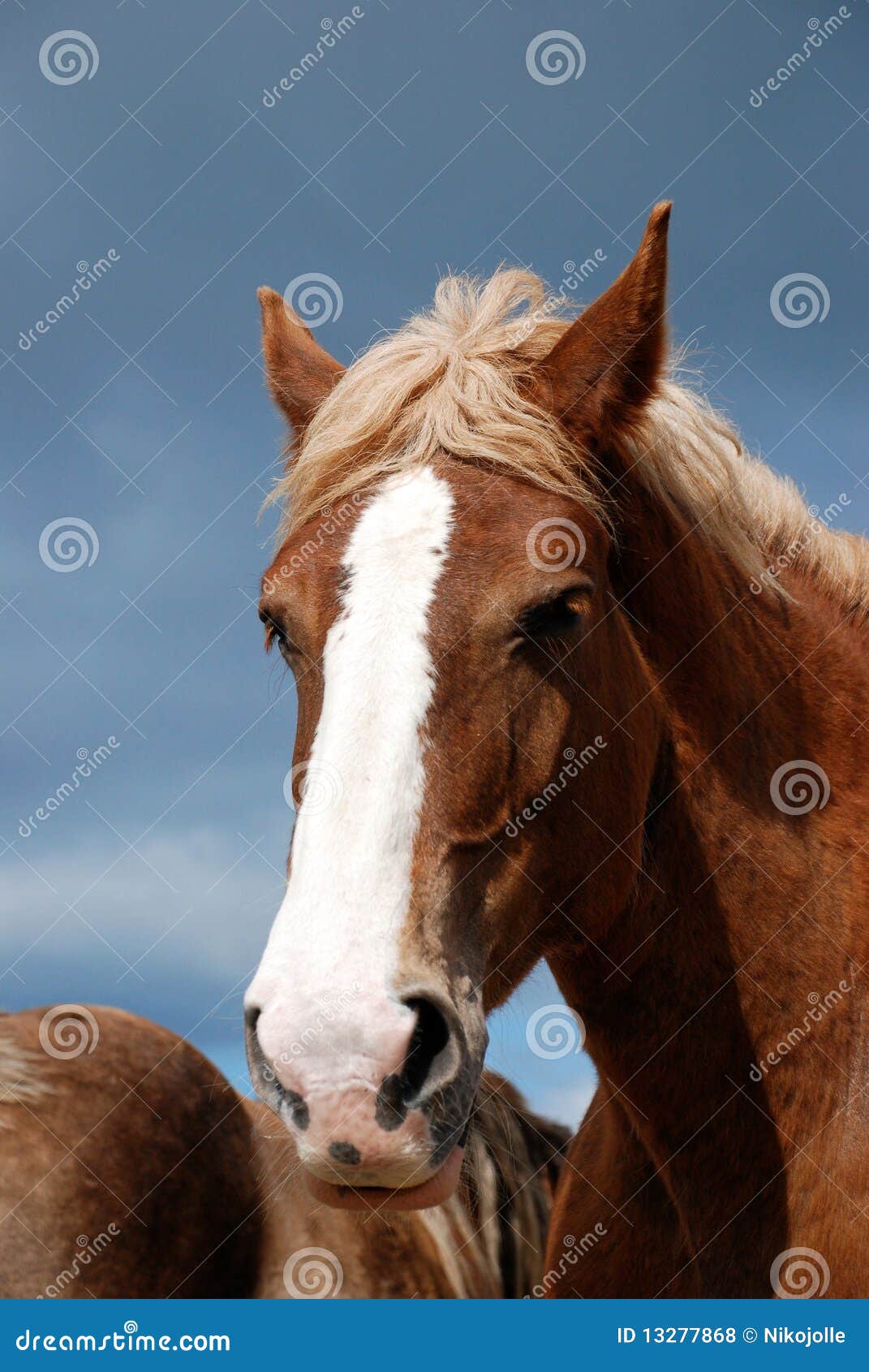 Testa Di Cavallo Della Cambiale Fotografia Stock - Immagine di paese ...