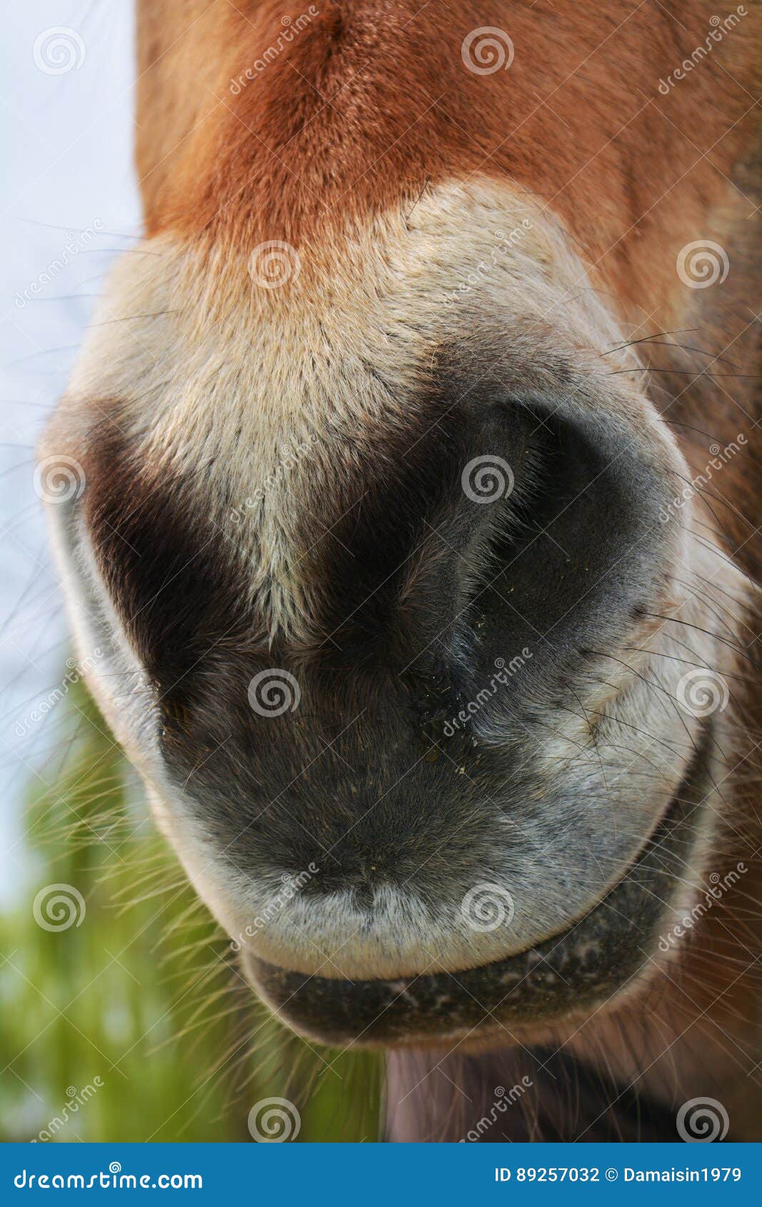 Muso Di Cavallo Foto Stock - Download 1,695 Royalty Free Photos