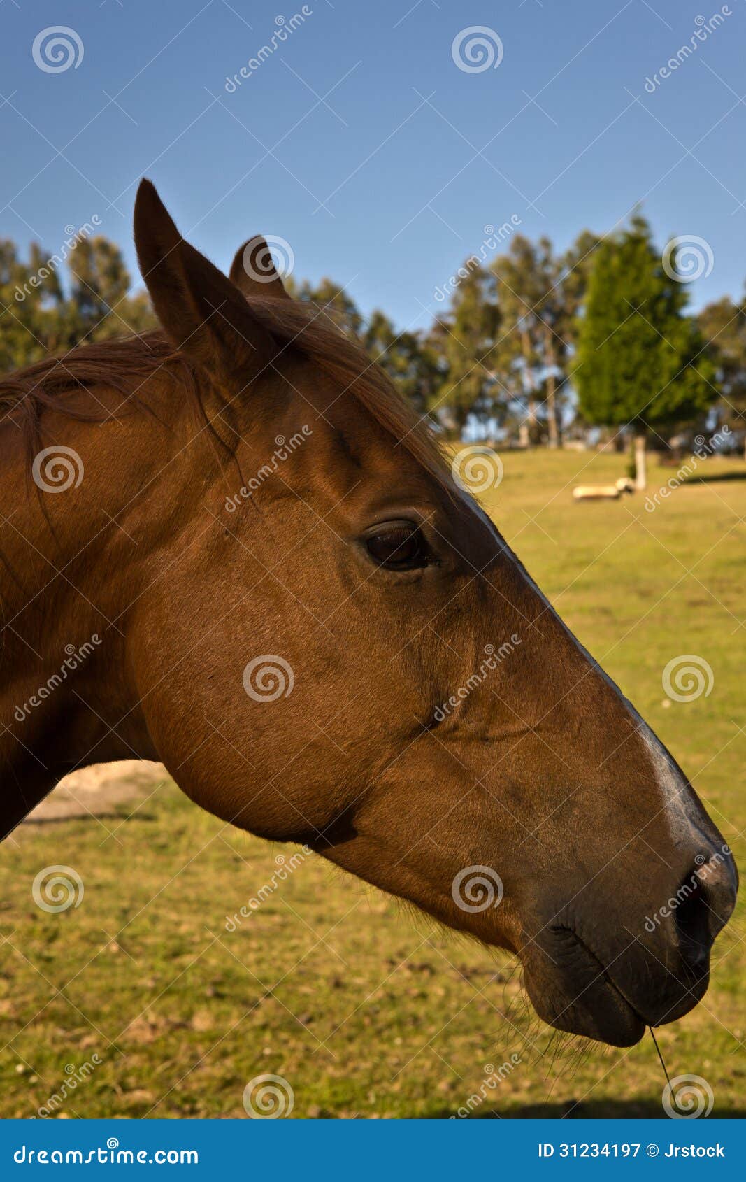 Testa Di Cavallo Nel Profilo Immagine Stock - Immagine di verde ...