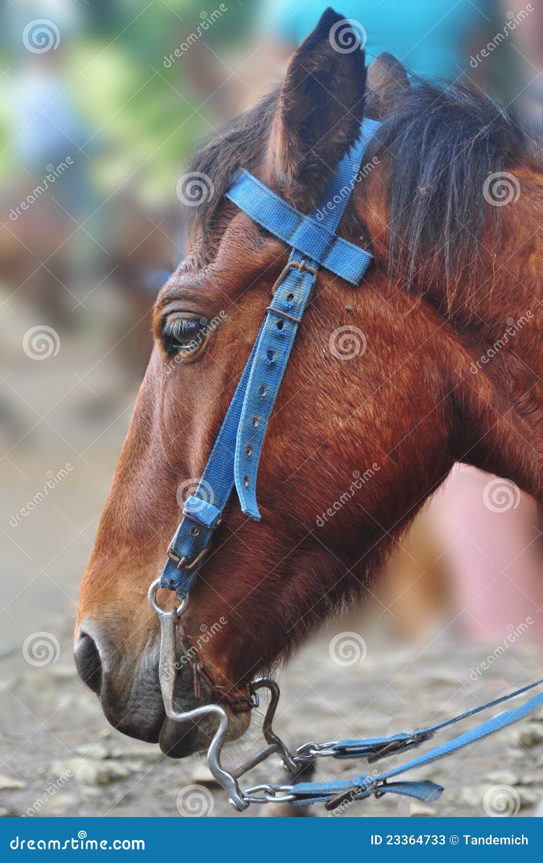 Testa Di Cavallo, Primo Piano Immagine Stock - Immagine di agricoltura ...