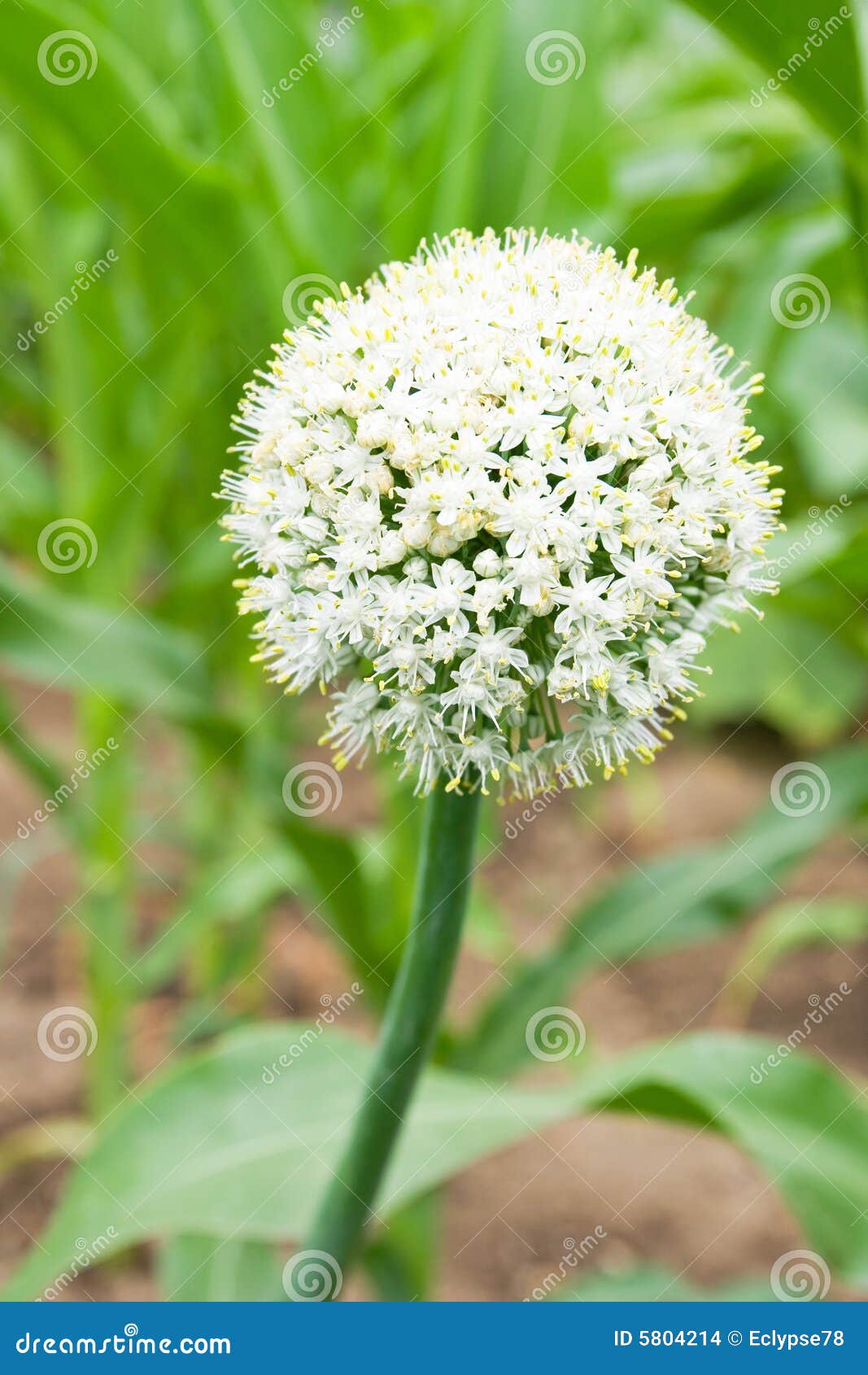 Testa Di Fiore Della Cipolla Fotografia Stock - Immagine di verdura ...