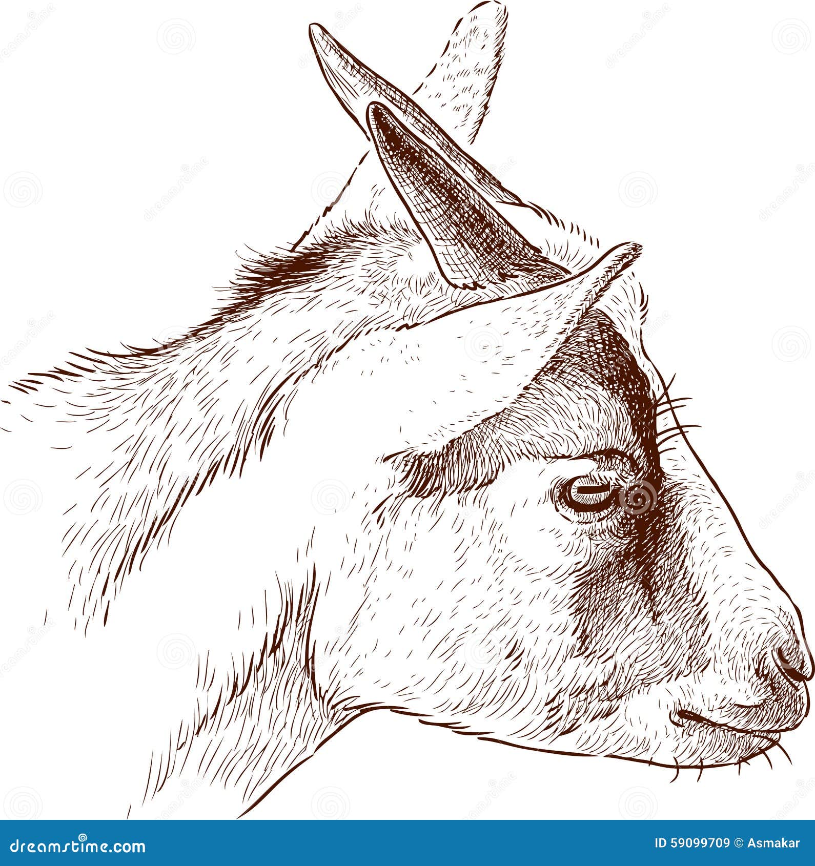 Testa di giovane capra illustrazione vettoriale. Illustrazione di ...