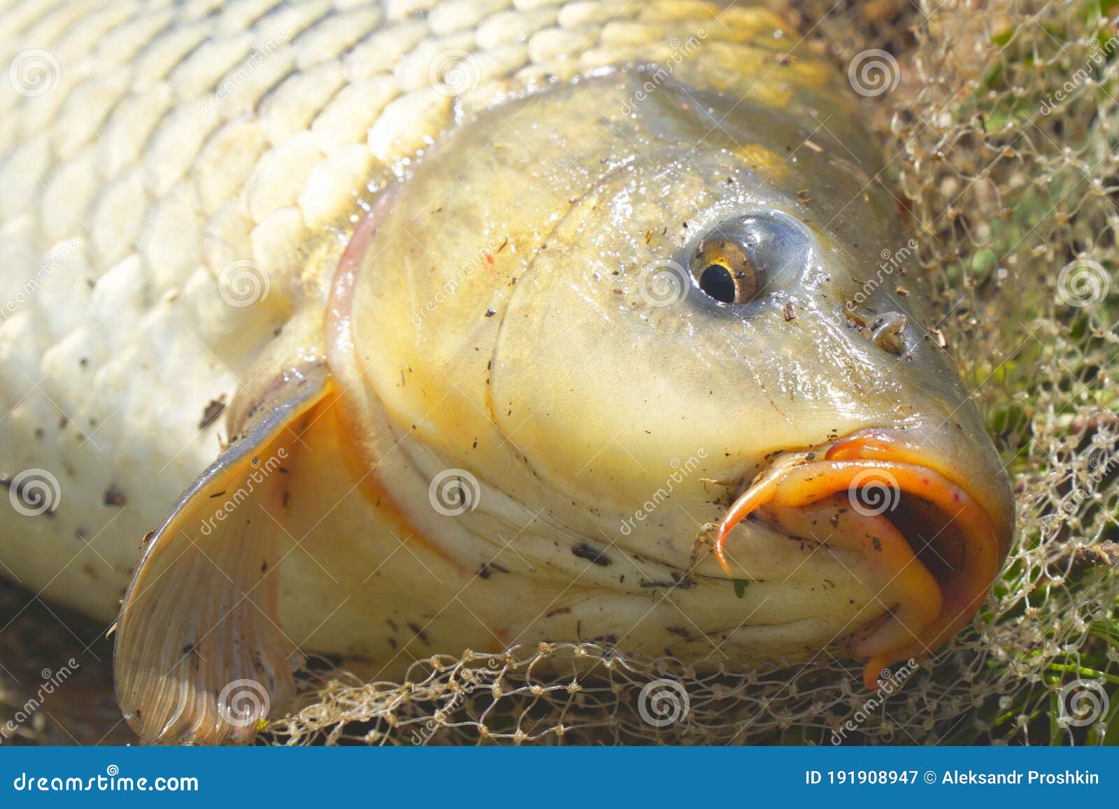 Testa Di Pesce Di Carpa Con Bocca Aperta Chiusa Immagine Stock ...