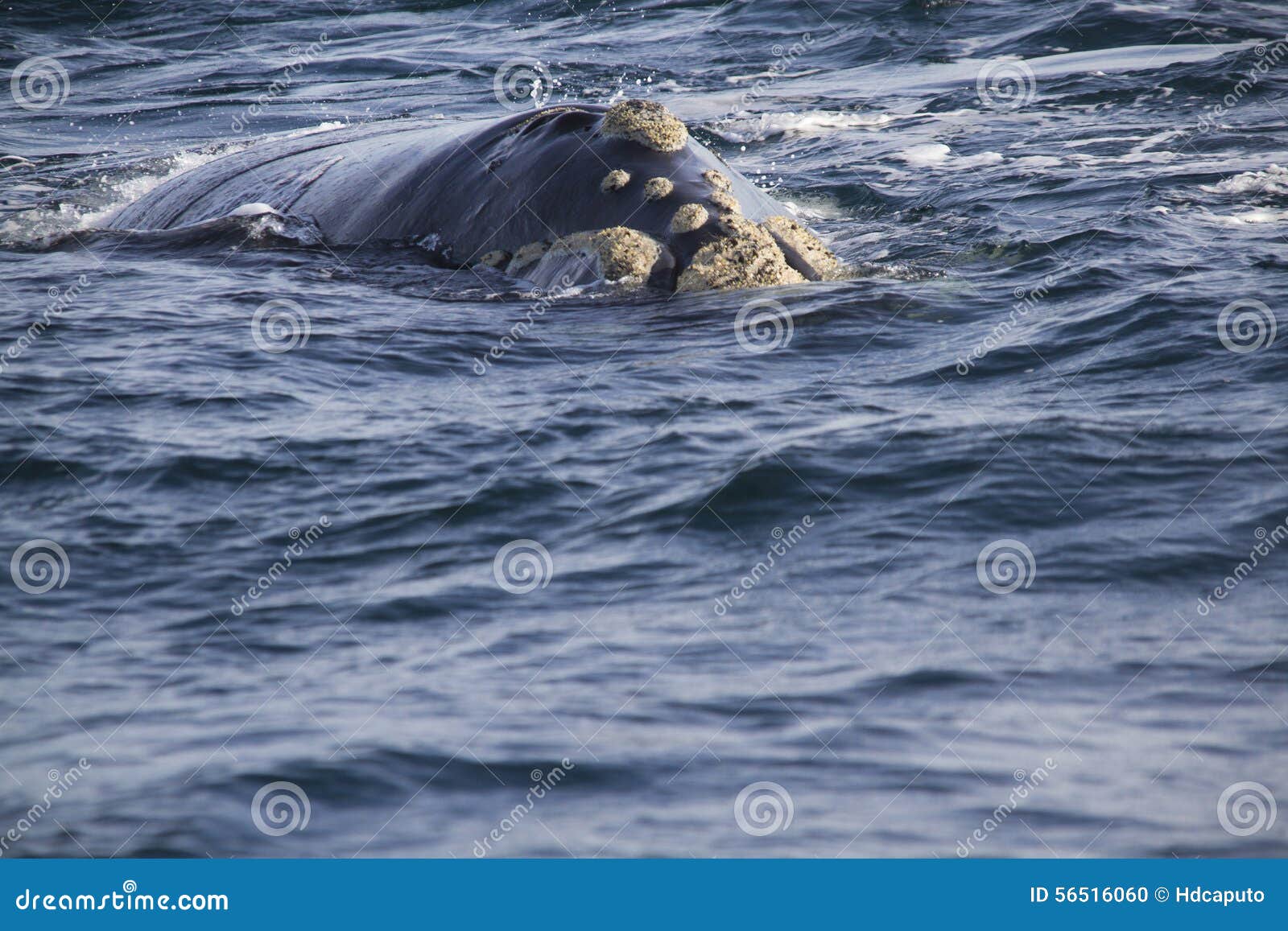 Testa Di Rappresentazione Della Balena Fotografia Stock - Immagine di ...