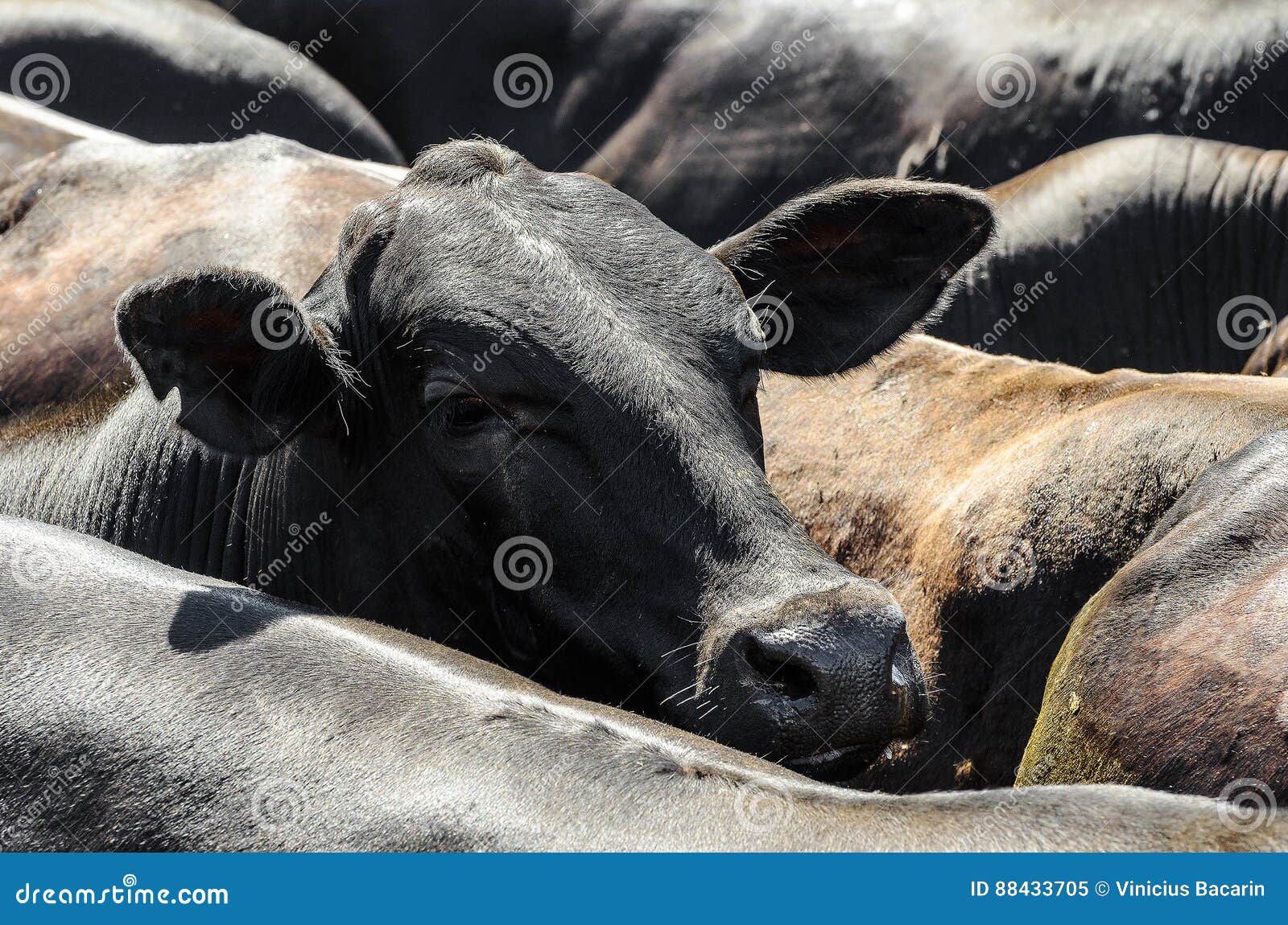 Testa Di Un Bue Nero in Un Gregge Commovente Immagine Stock - Immagine ...