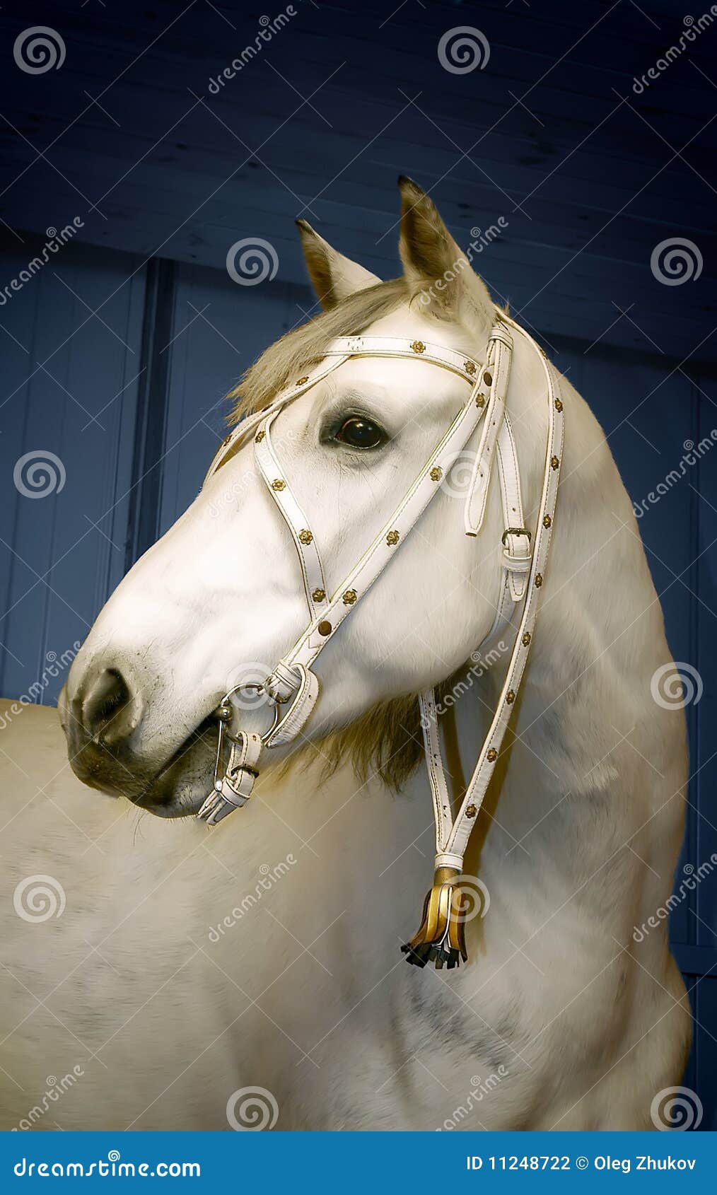 Testa di un cavallo bianco fotografia stock. Immagine di villaggio ...