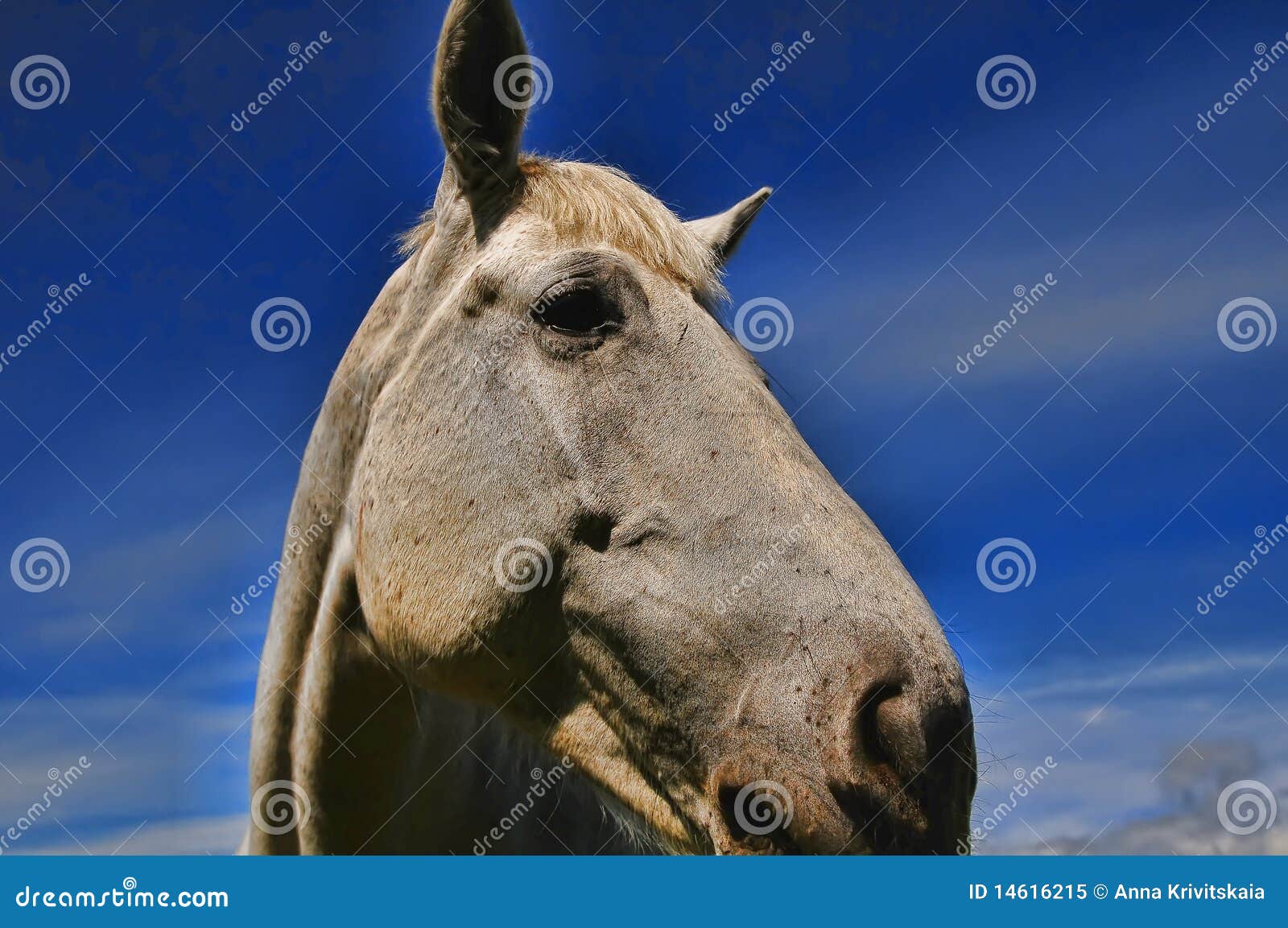 Testa di un cavallo bianco immagine stock. Immagine di campo - 14616215