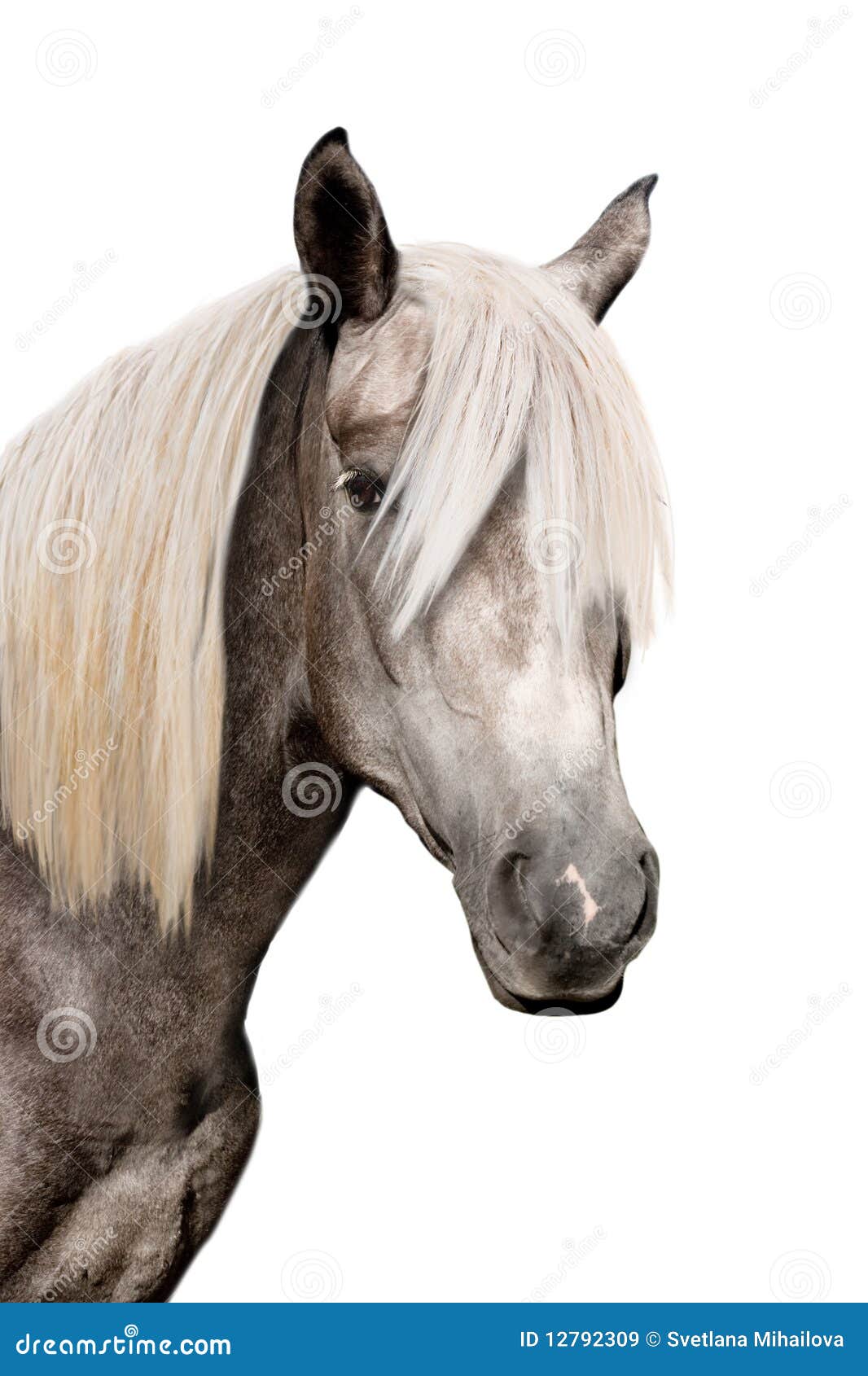 Testa di un cavallo grigio immagine stock. Immagine di cavallo - 12792309