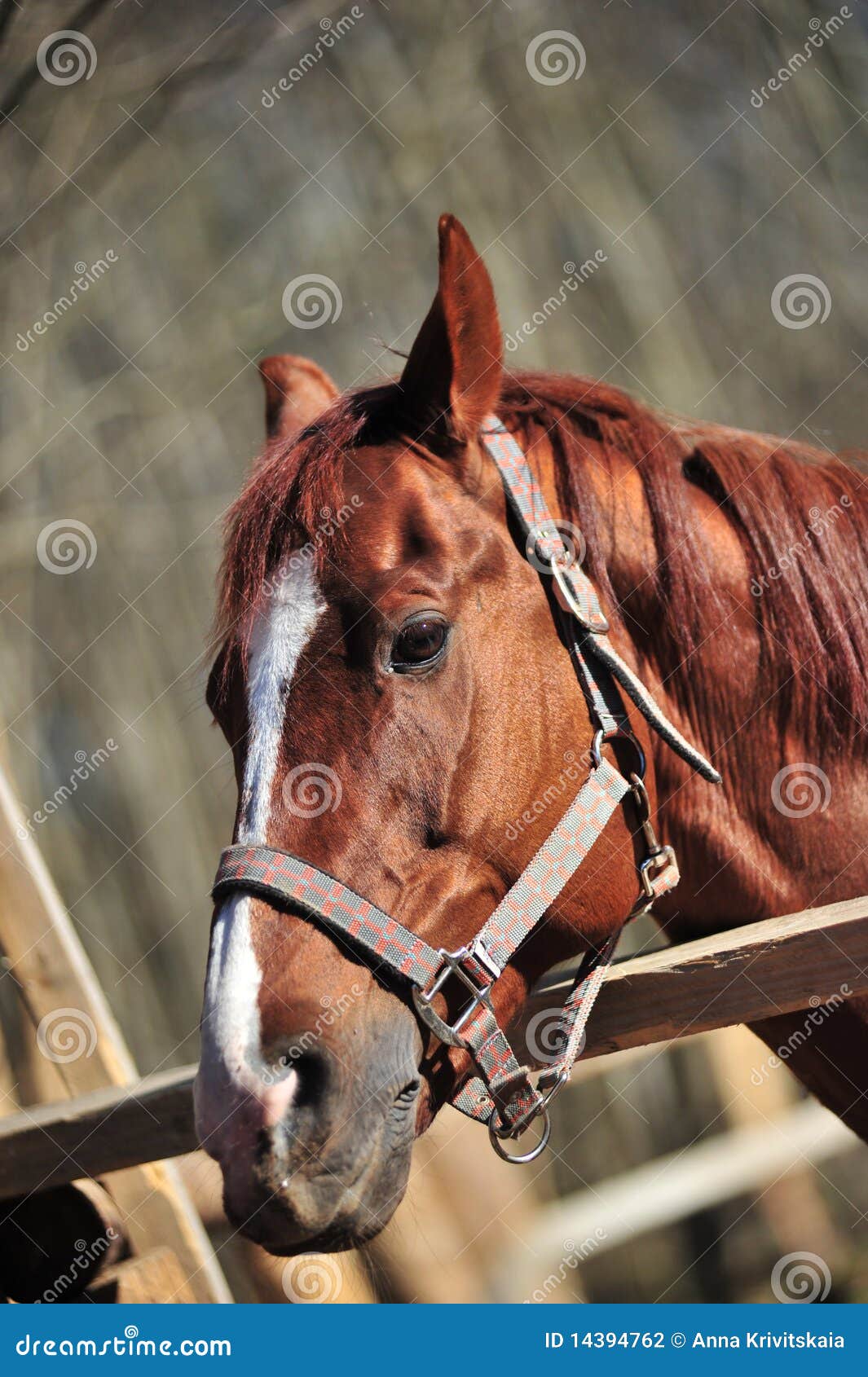 Testa Di Un Cavallo Marrone Fotografia Stock - Immagine di occhi ...