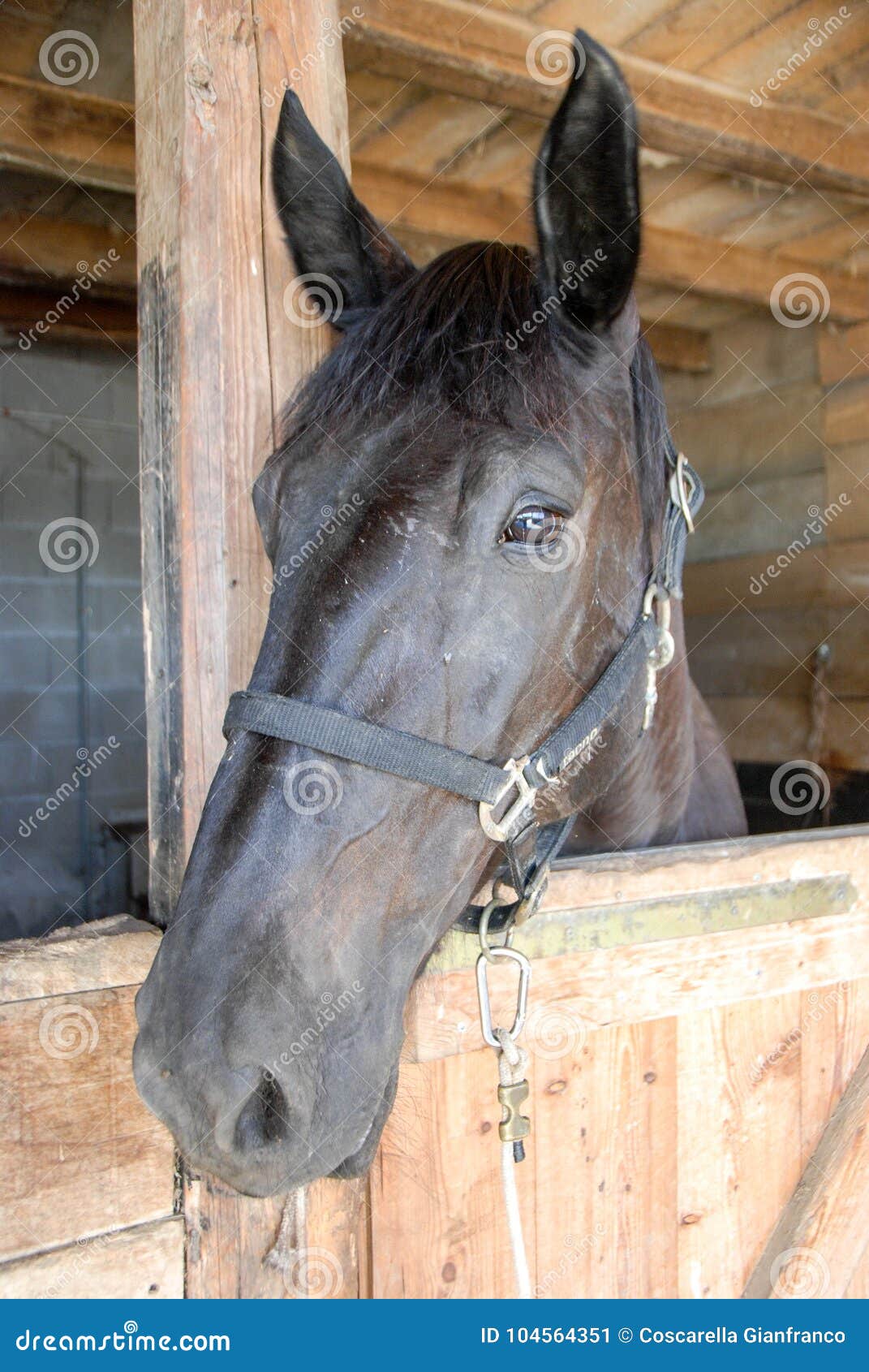 Testa Di Un Cavallo Nella Stalla Immagine Stock - Immagine di vecchio ...