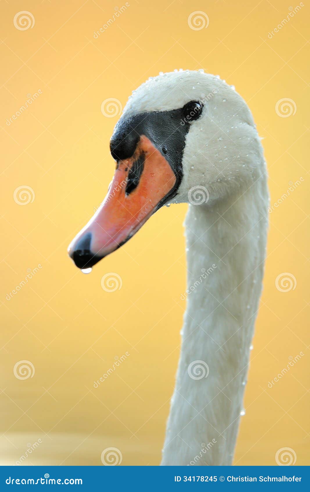 Testa di un cigno muto immagine stock. Immagine di cigno - 34178245