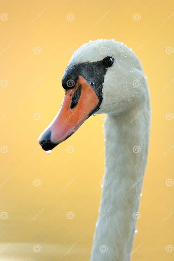 Testa di un cigno muto immagine stock. Immagine di cigno - 34178245