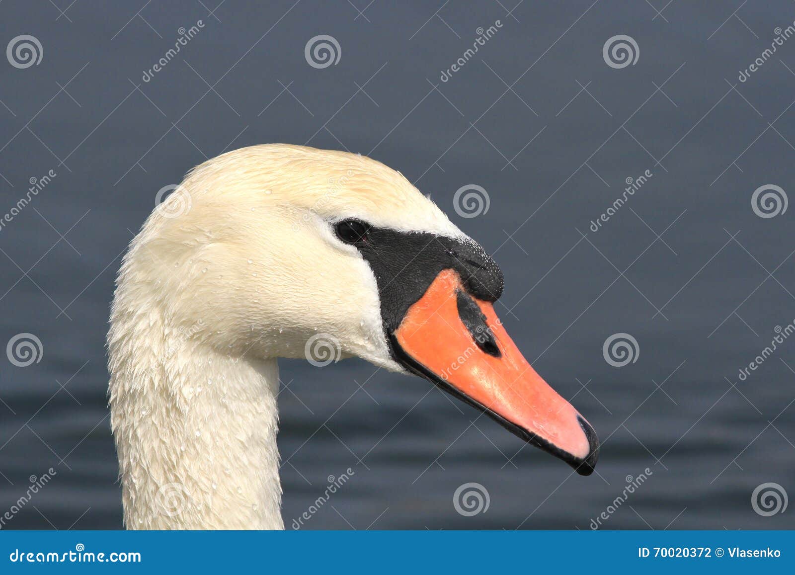 Testa Di Un Cigno Muto Adulto Fotografia Stock - Immagine di cignus ...