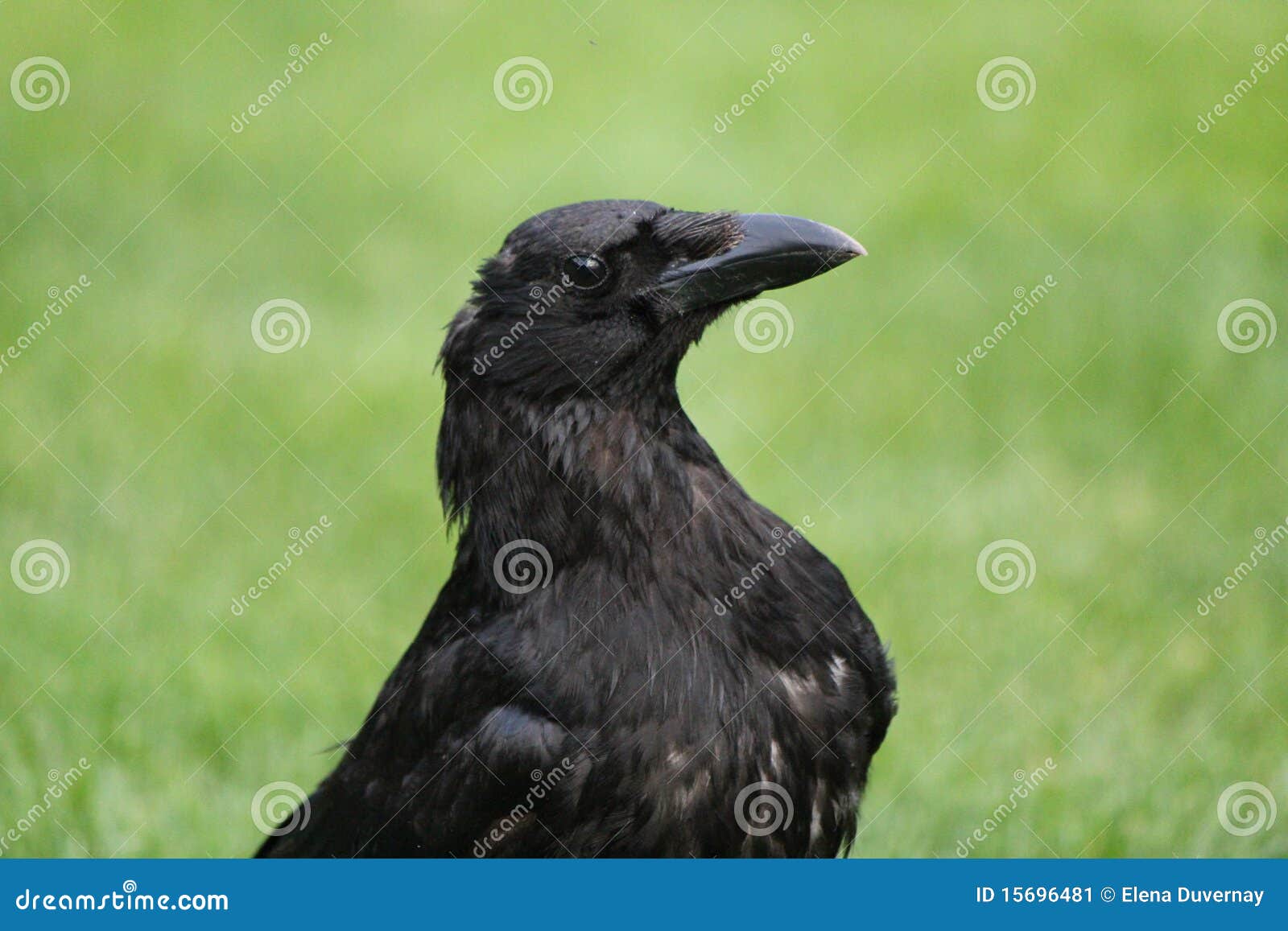 Testa di un corvo immagine stock. Immagine di piuma, posare - 15696481