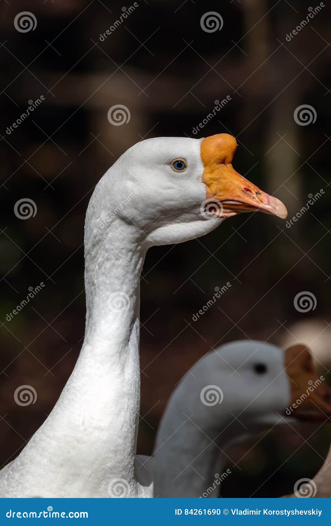 Testa di un'oca bianca fotografia stock. Immagine di cinese - 84261690