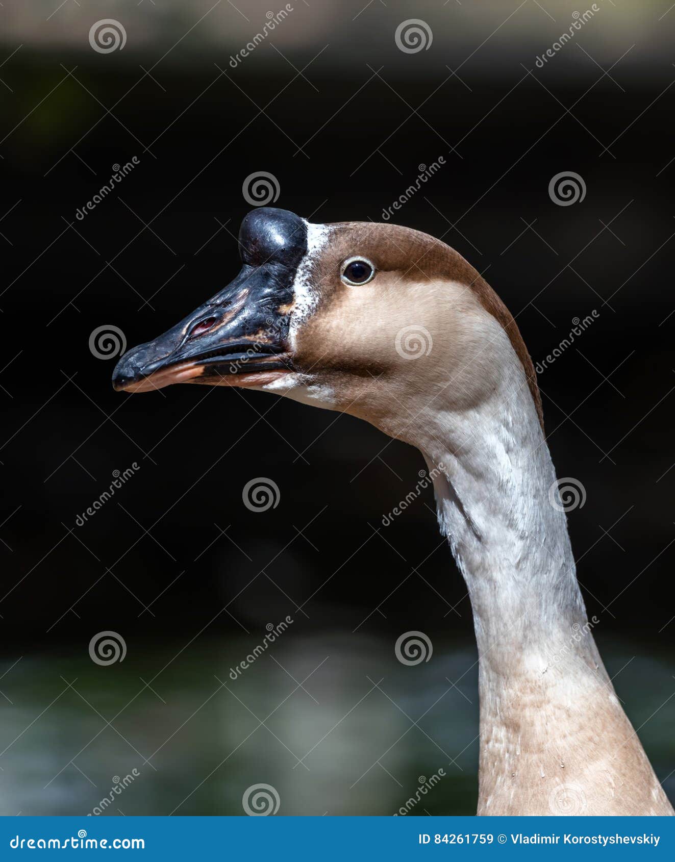 Testa Di Un'oca Cinese Di Brown Immagine Stock - Immagine di animale ...