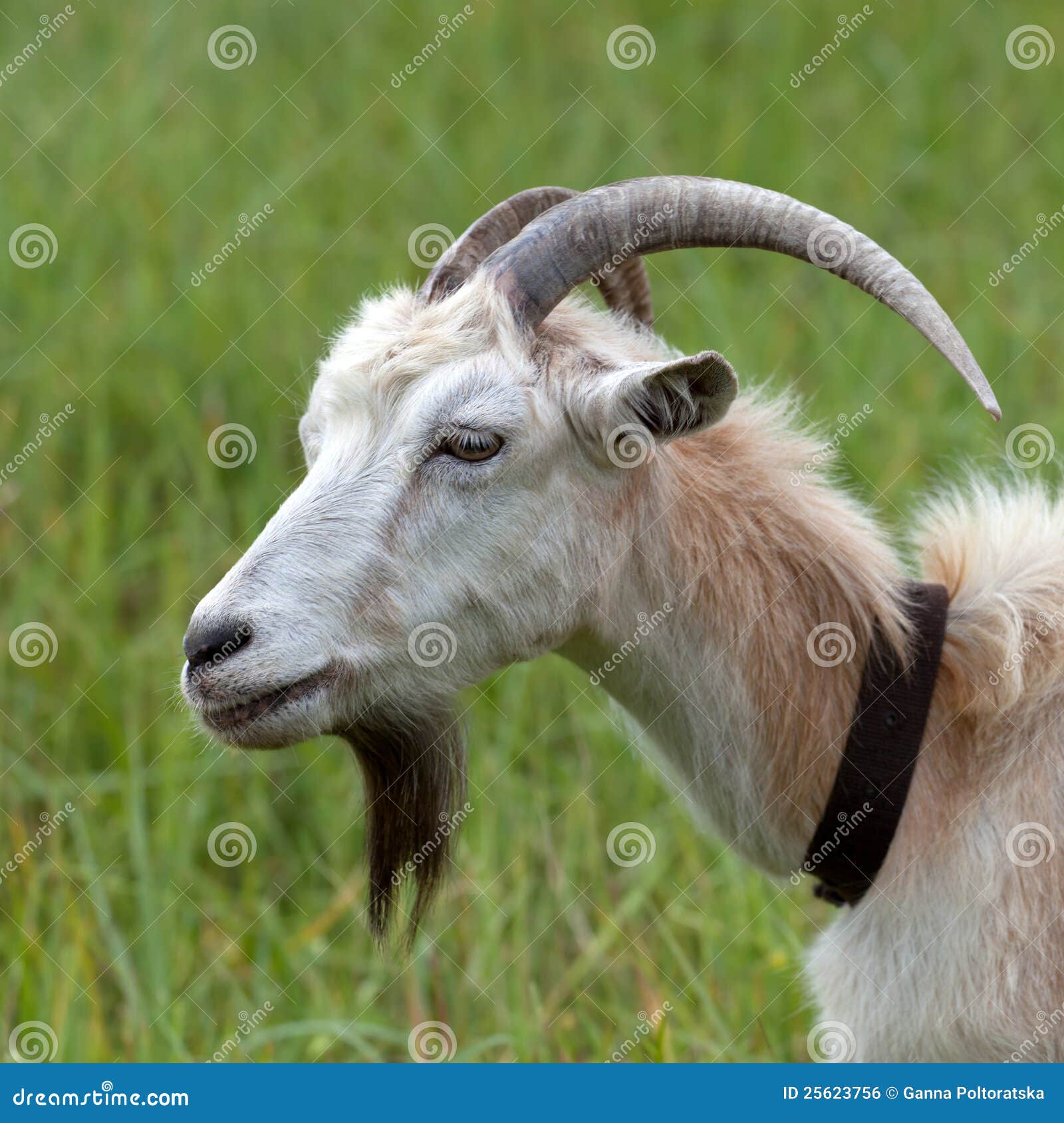 Testa di una capra fotografia stock. Immagine di guinzaglio - 25623756