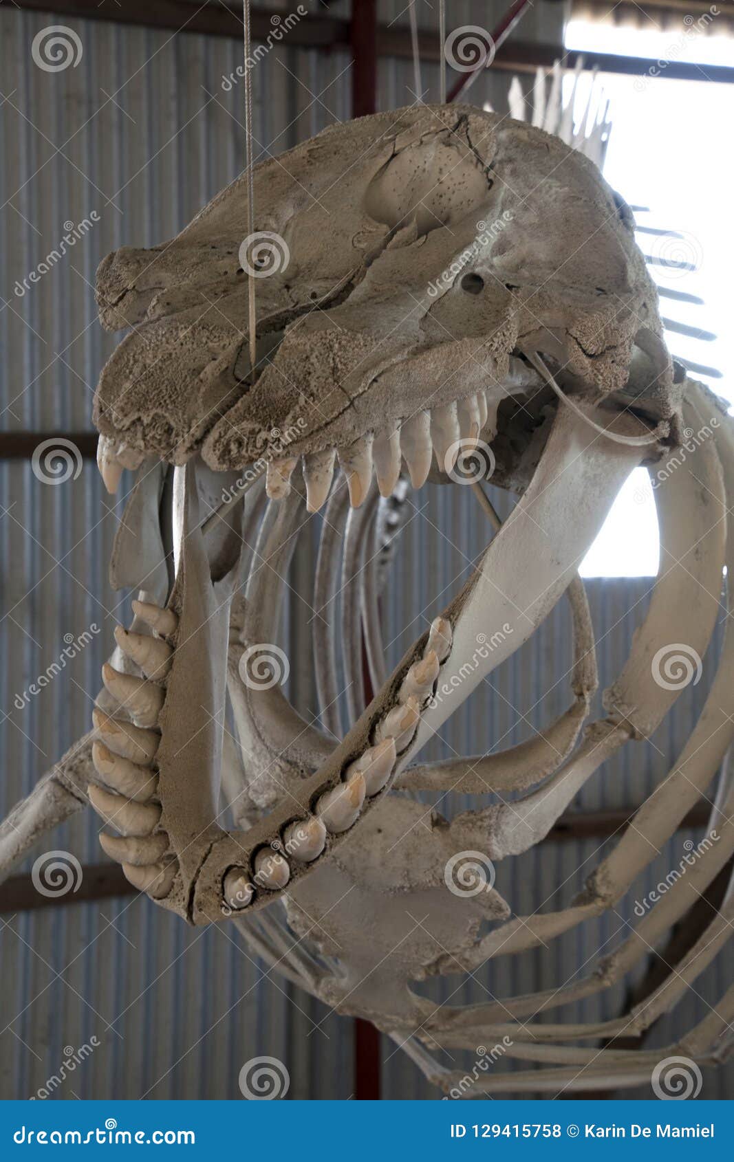 Testa E Denti Dello Scheletro Della Balena Fotografia Stock Editoriale ...