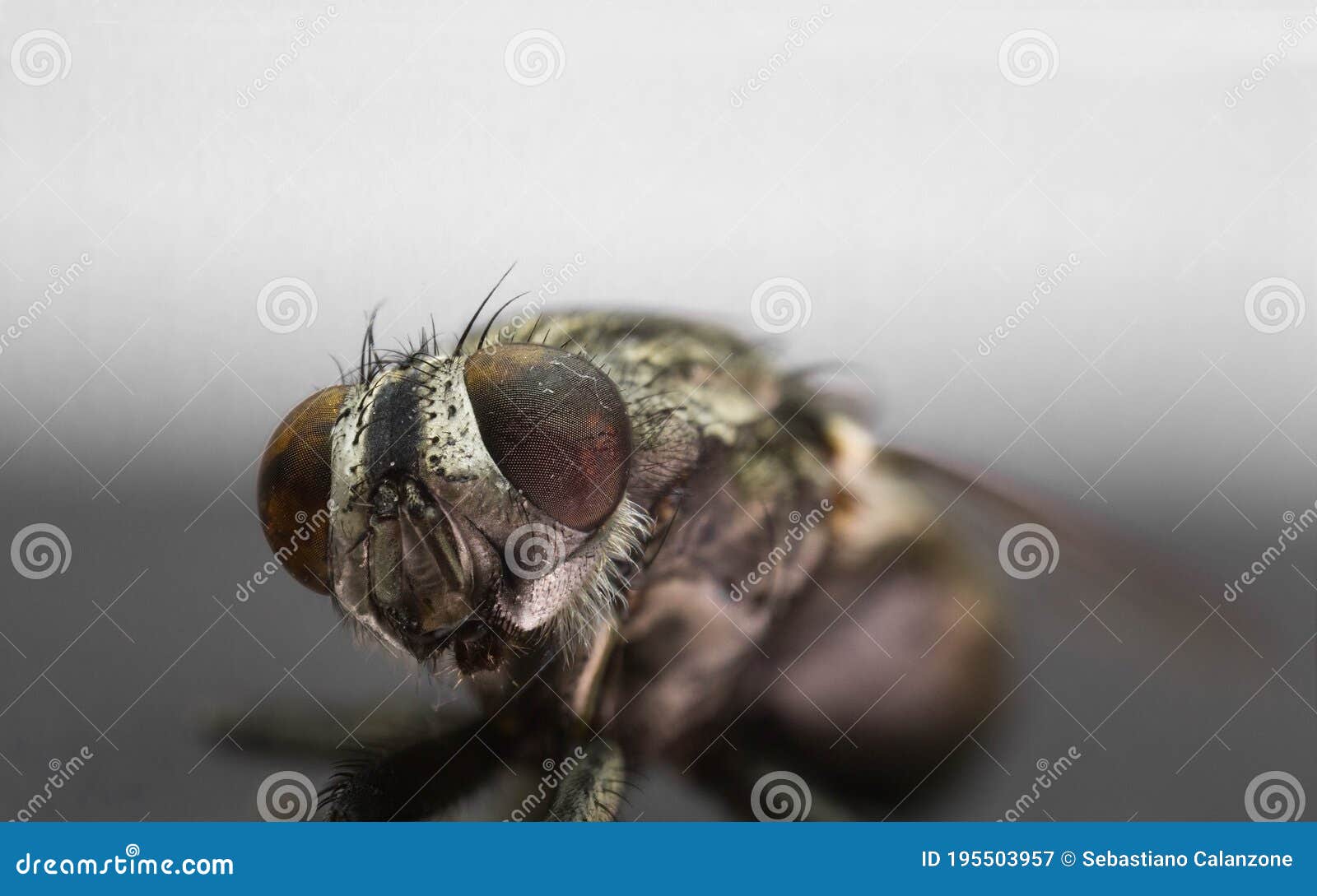 Macro Fly Head Looking with Big Eyes - Close Up on Face Stock Image ...