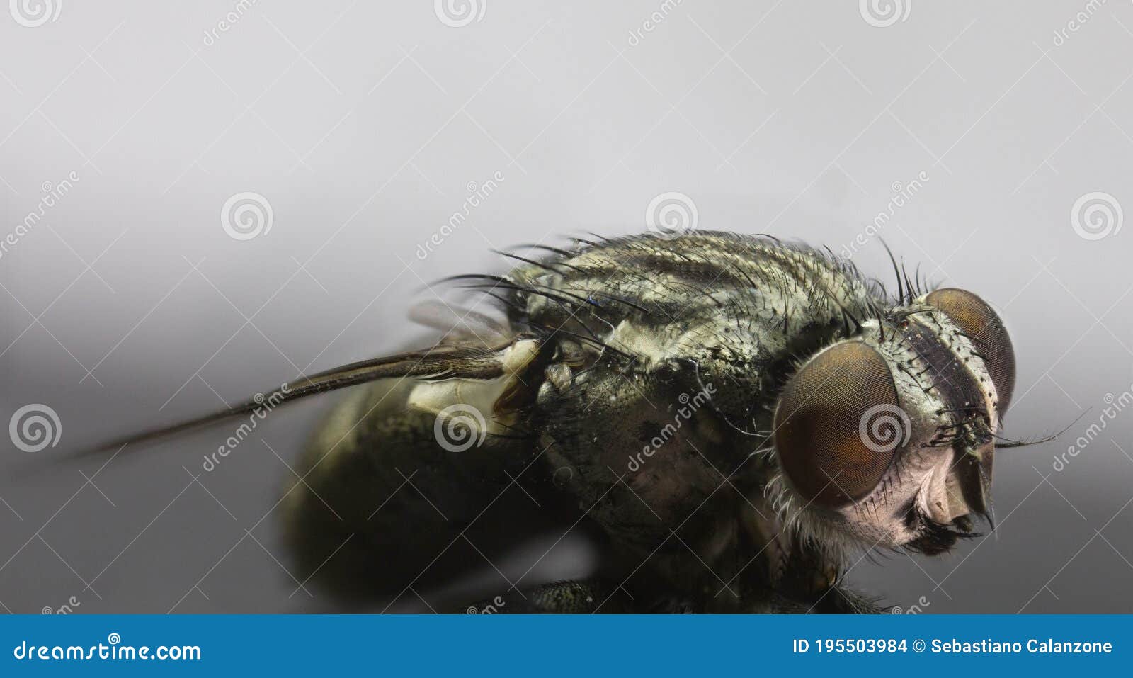 Macro Fly Head Looking with Big Eyes - Close Up on Face Stock Photo ...