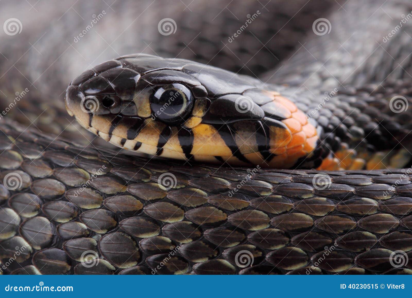 Testa sul serpente di erba immagine stock. Immagine di bianco - 40230515