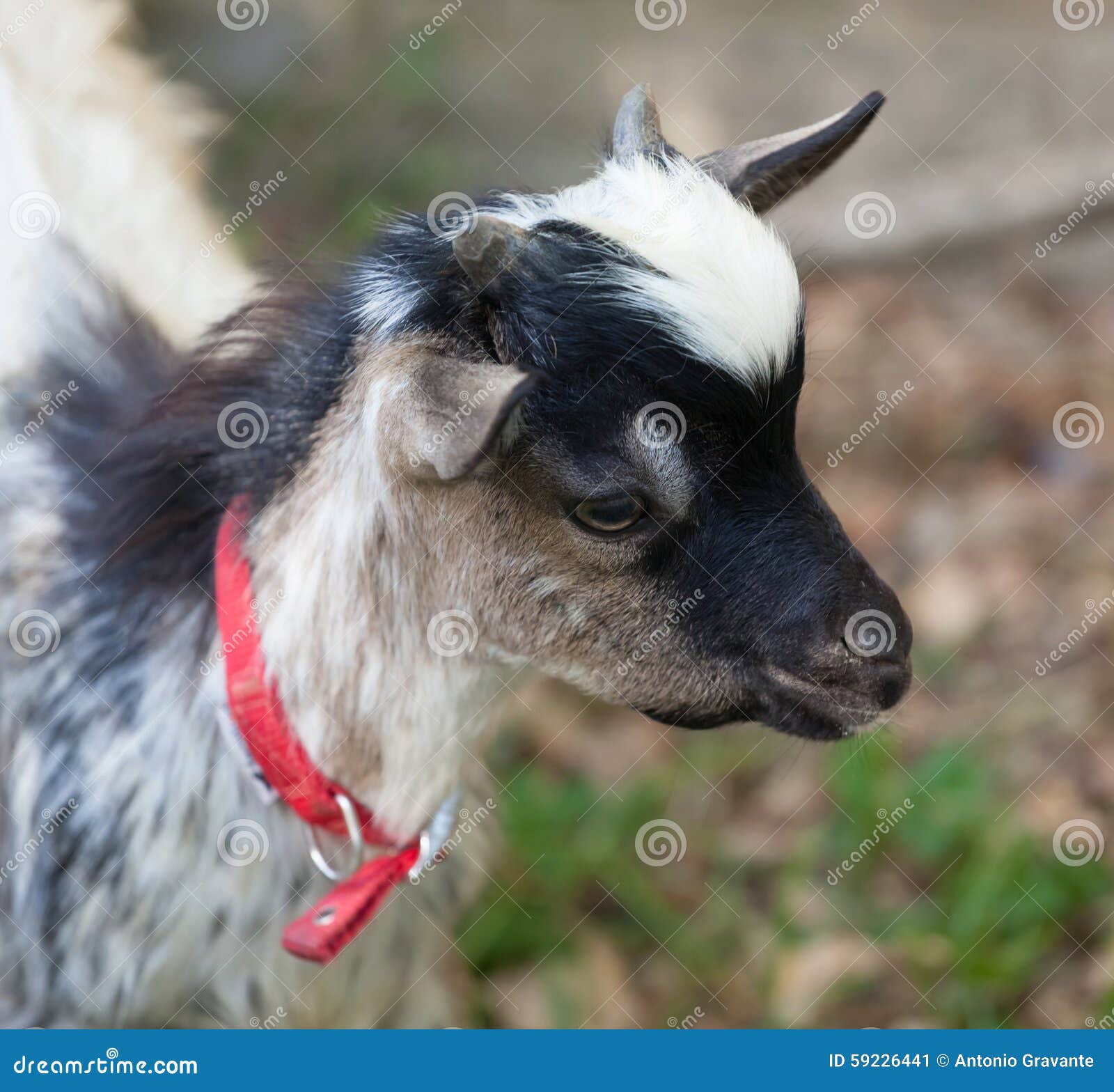 Testa tibetana della capra immagine stock. Immagine di tibetano - 59226441