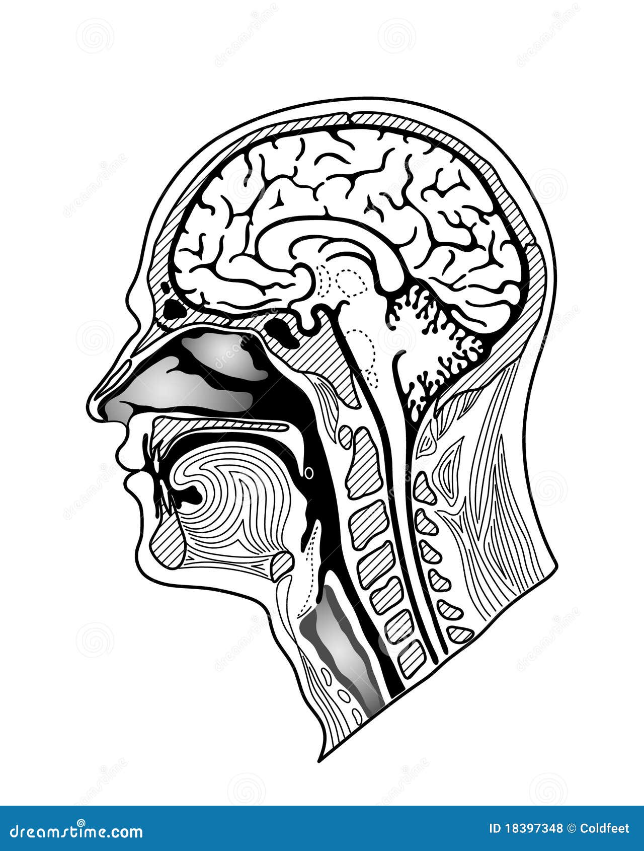 Testa umana illustrazione vettoriale. Illustrazione di midollo - 18397348