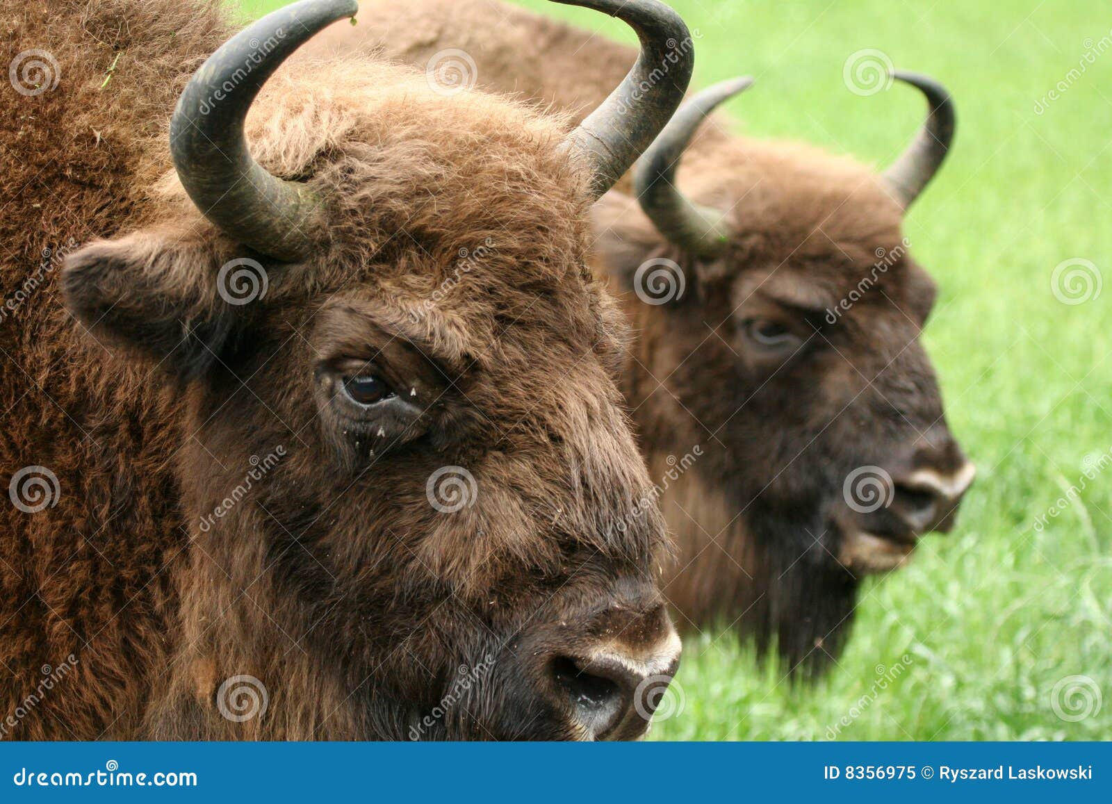 Teste dei bisonti europei immagine stock. Immagine di animali - 8356975