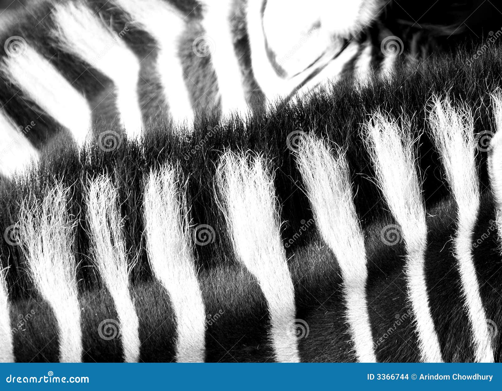 Teste padrão da zebra foto de stock. Imagem de savana - 3366744