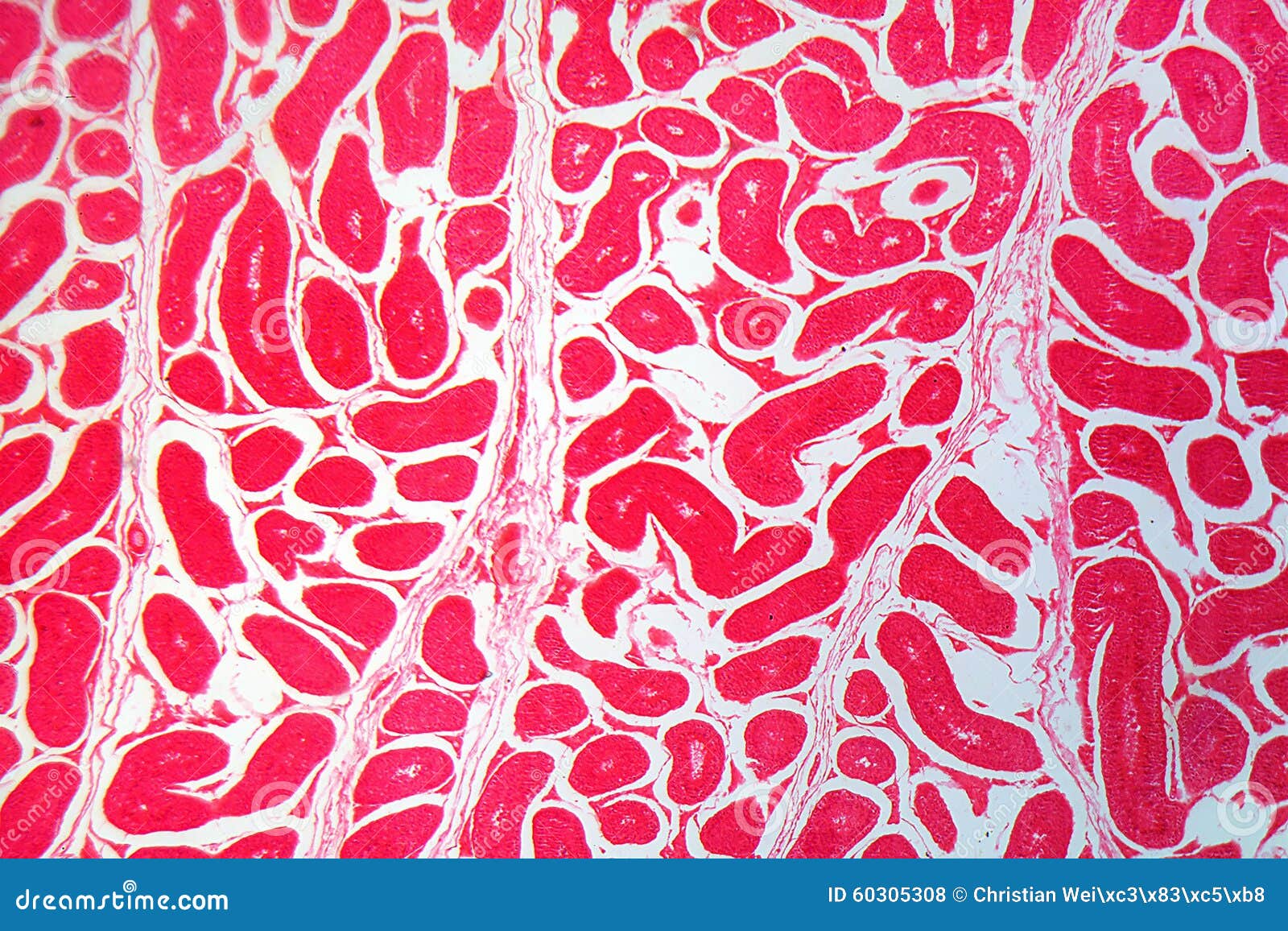 Testicle Cells Under the Microscope Stock Photo - Image of culture ...