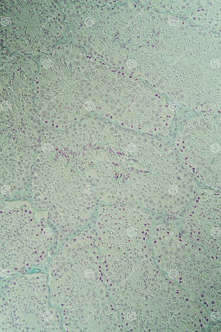 Testicle Cross-section Under the Microscope Stock Photo - Image of ...