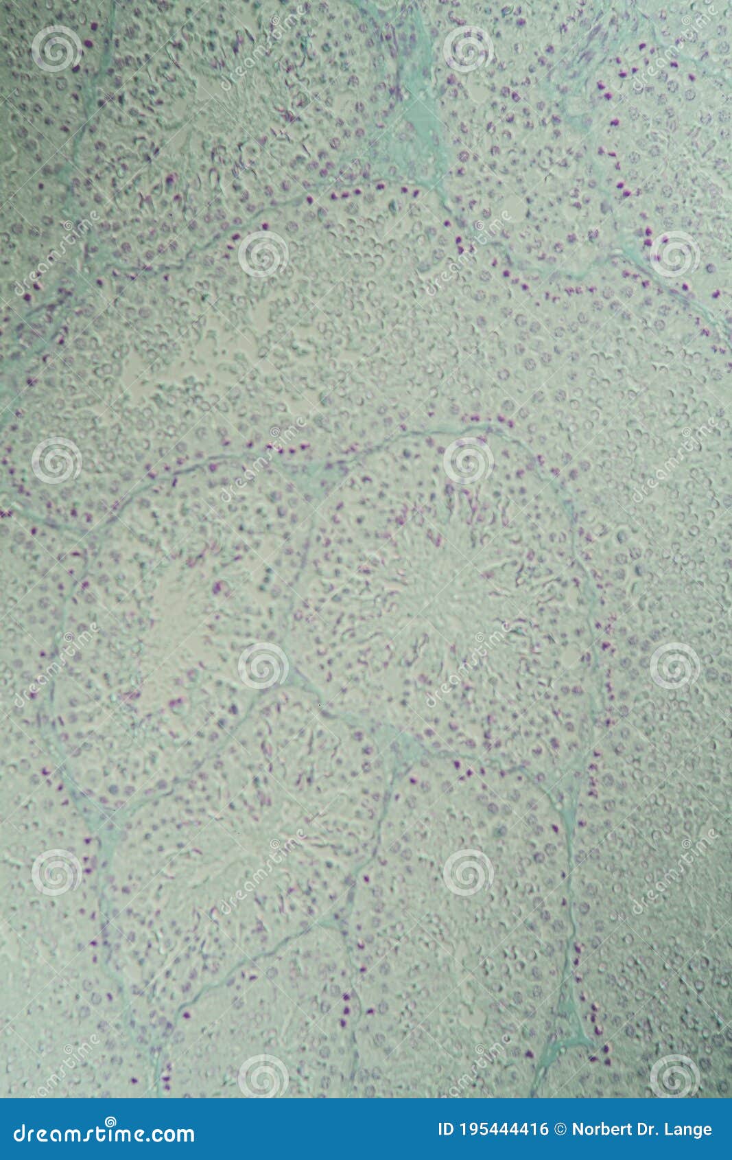 Testicle Cross-section Under the Microscope Stock Photo - Image of ...