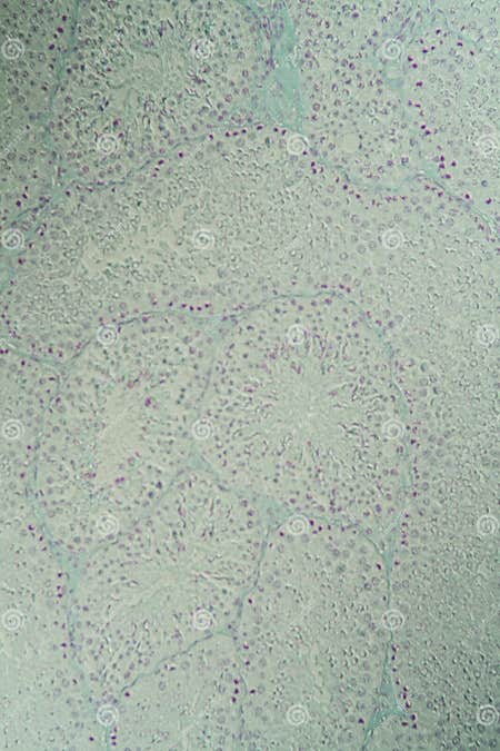 Testicle Cross-section Under the Microscope Stock Photo - Image of ...