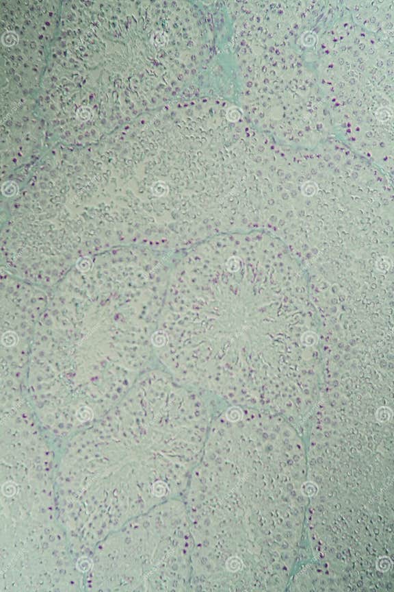 Testicle Cross-section Under the Microscope Stock Photo - Image of ...