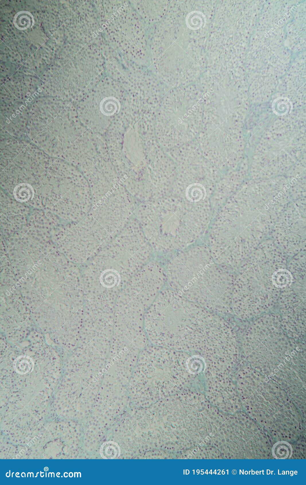 Testicle Cross-section Under the Microscope Stock Image - Image of ...