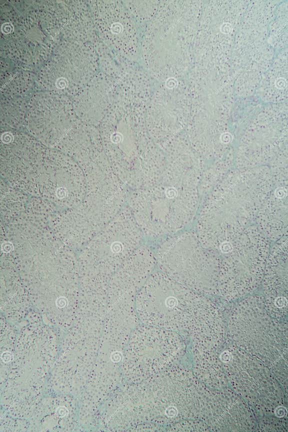 Testicle Cross-section Under the Microscope Stock Image - Image of ...