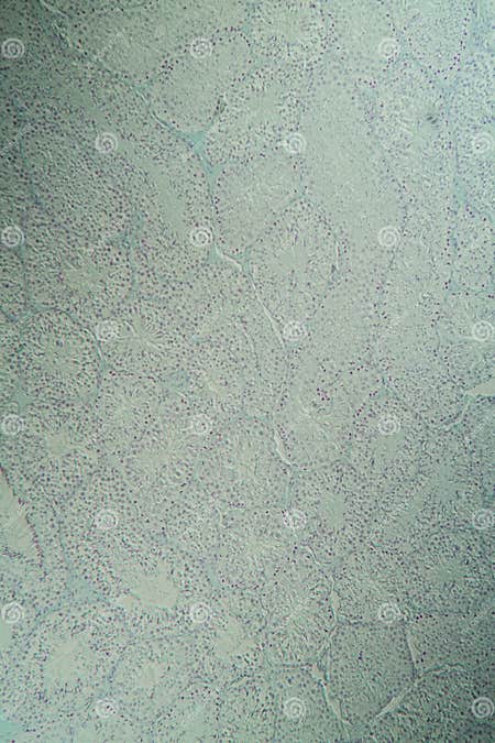 Testicle Cross-section Under the Microscope Stock Image - Image of ...