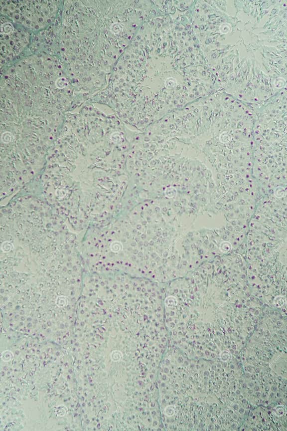 Testicle Cross-section Under the Microscope Stock Image - Image of 100x ...