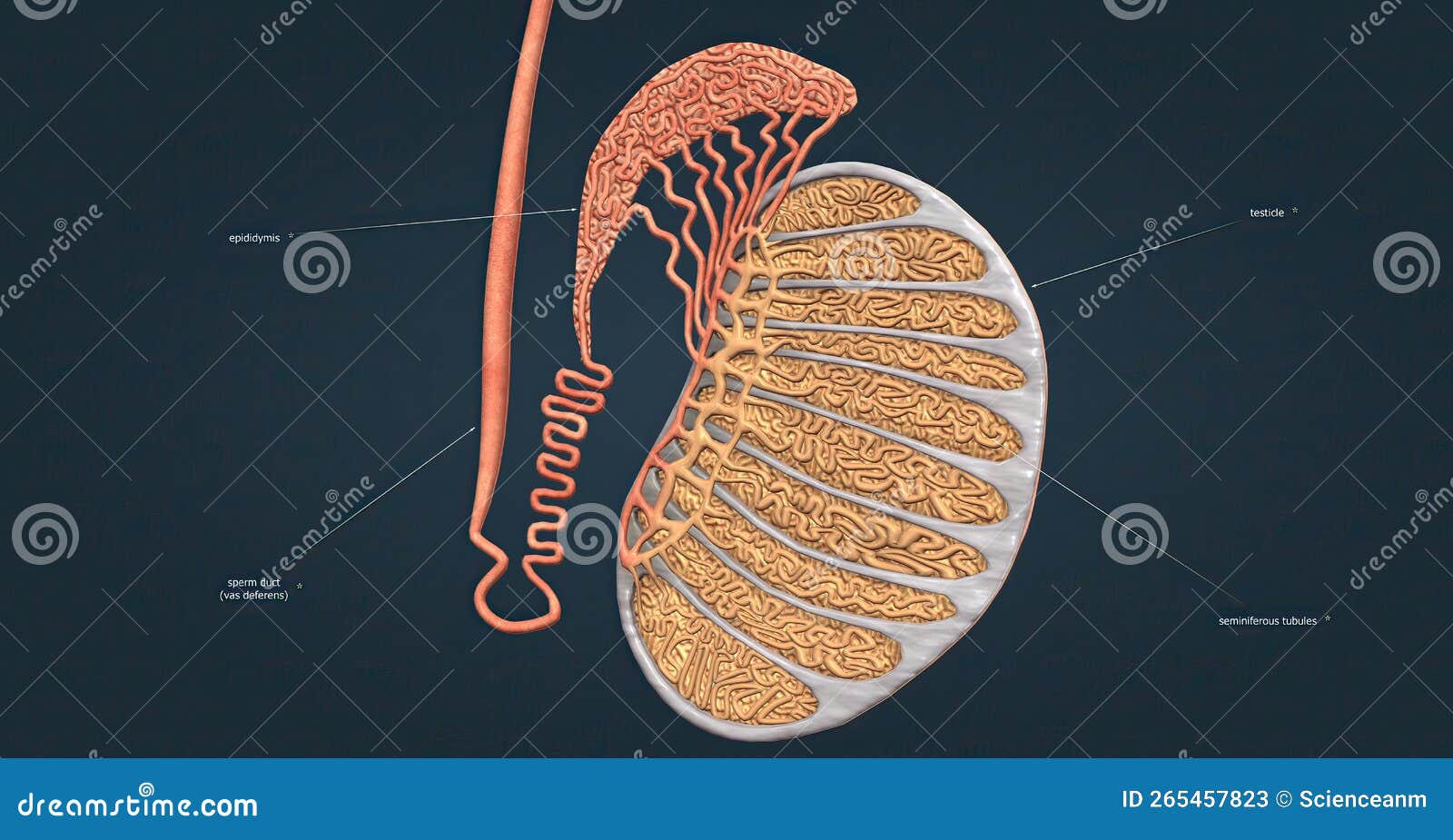 Epididymis Cartoons, Illustrations & Vector Stock Images - 238 Pictures ...