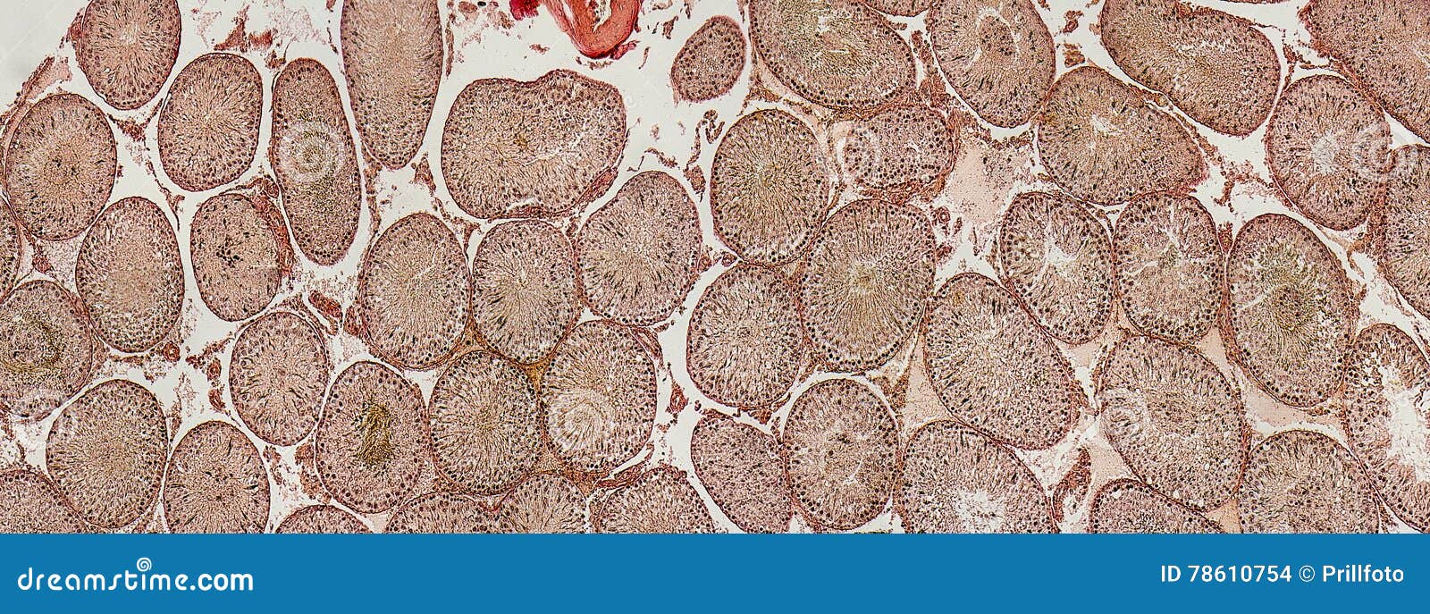 Testicle macro stock photo. Image of round, exploration - 78610754